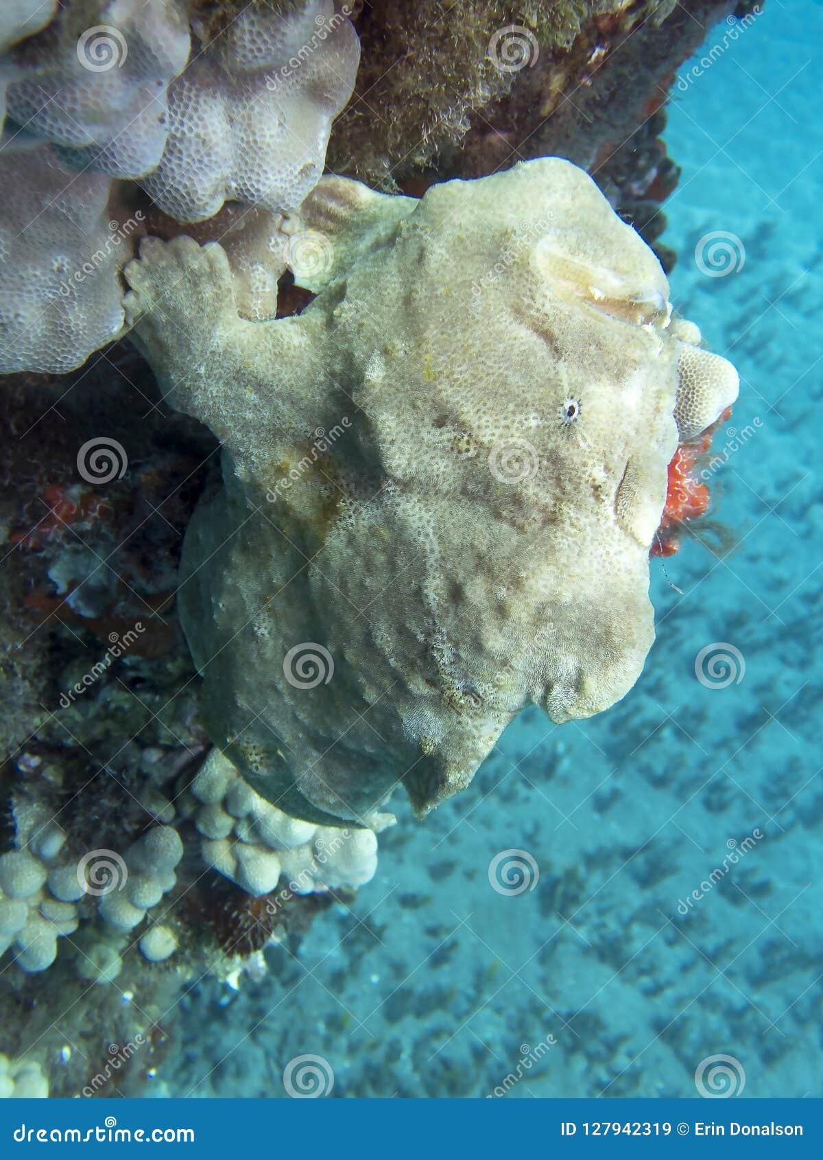 Yellow Frogfish Fish on Reef Underwater with Strange Face Stock Image ...
