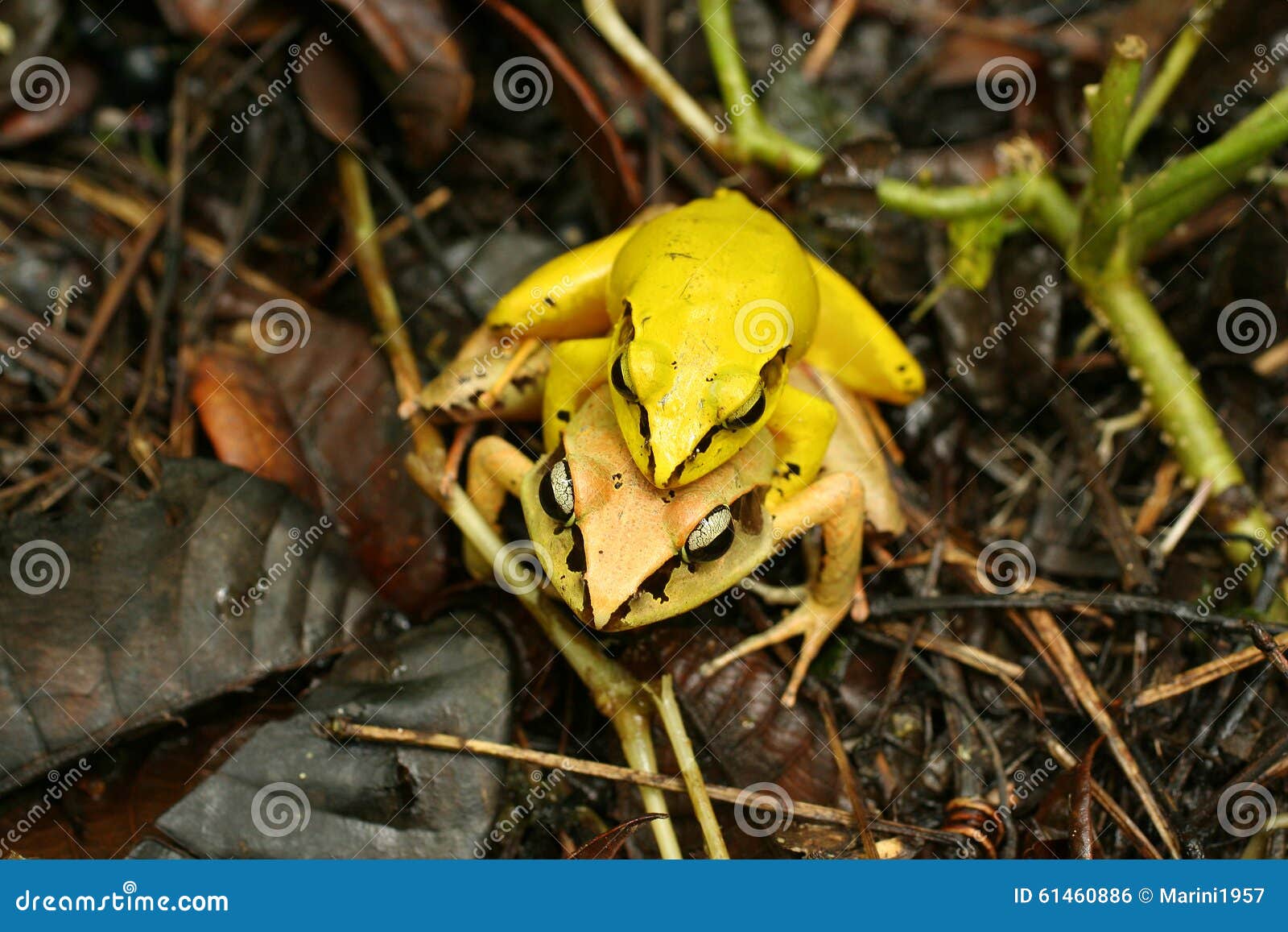 Yellow frogs stock photo. Image of frog, madagascar, reproduction ...