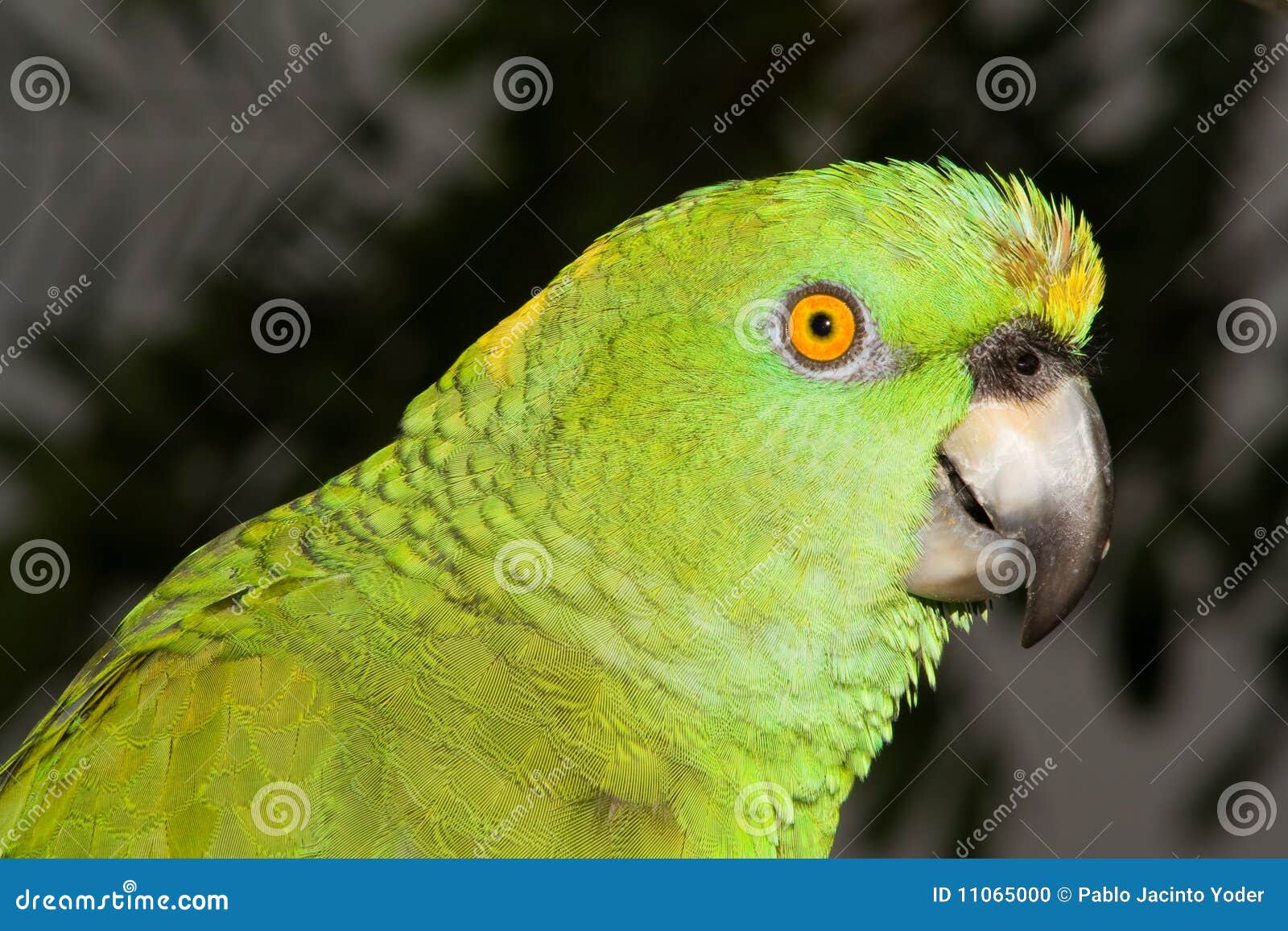 Yellow Fronted Amazon stock photo. Image of bill, parrot - 11065000