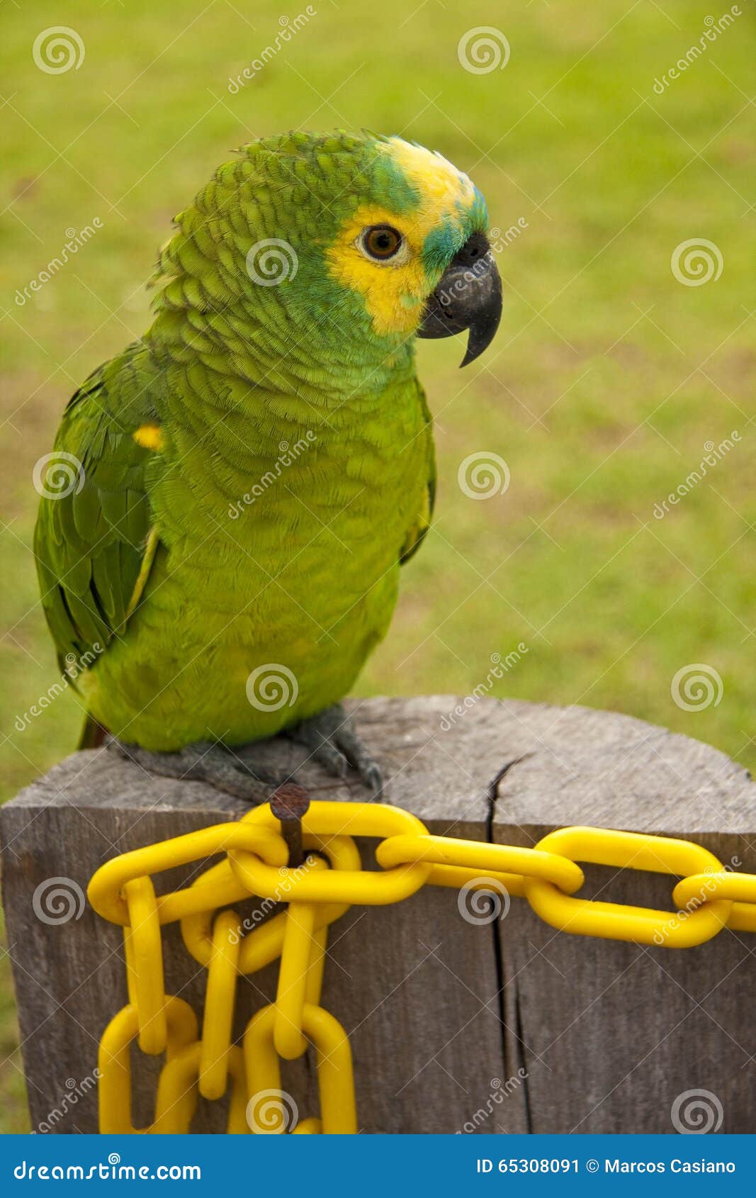 Yellow Fronted Amazon Parrot Stock Image - Image of feather, tropical ...