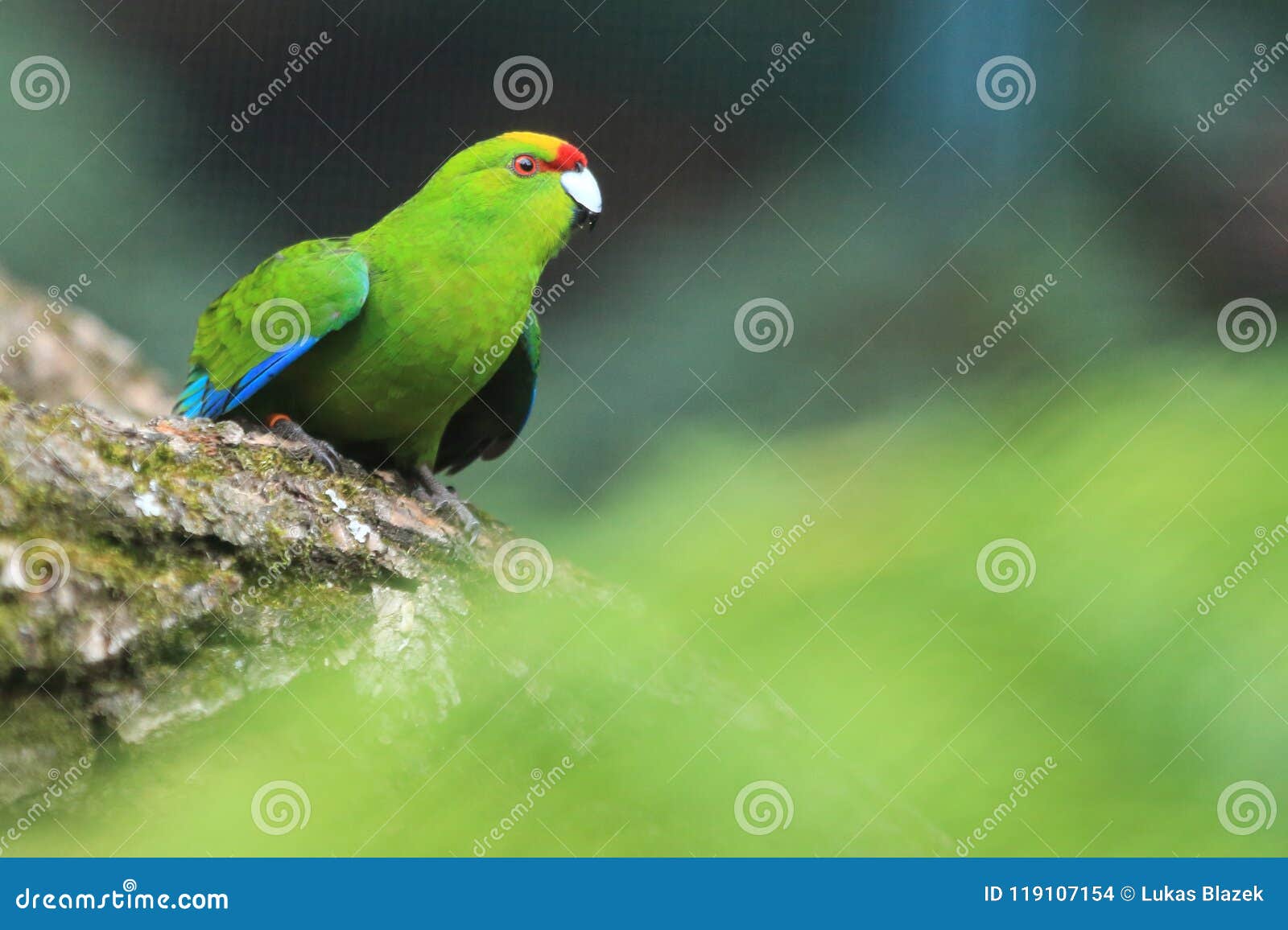 Yellow-fronted parakeet stock photo. Image of sitting - 119107154