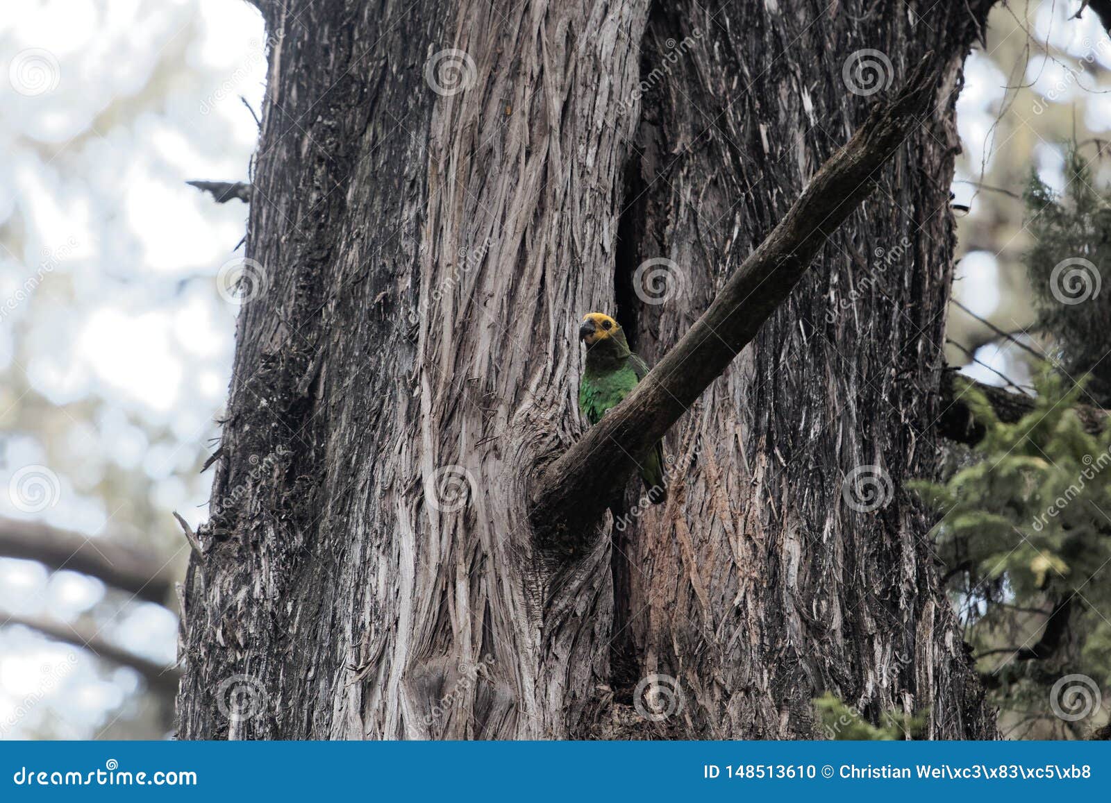 Yellow Fronted Parrot, Poicephalus Flavifrons, in a Juniperus Tree ...