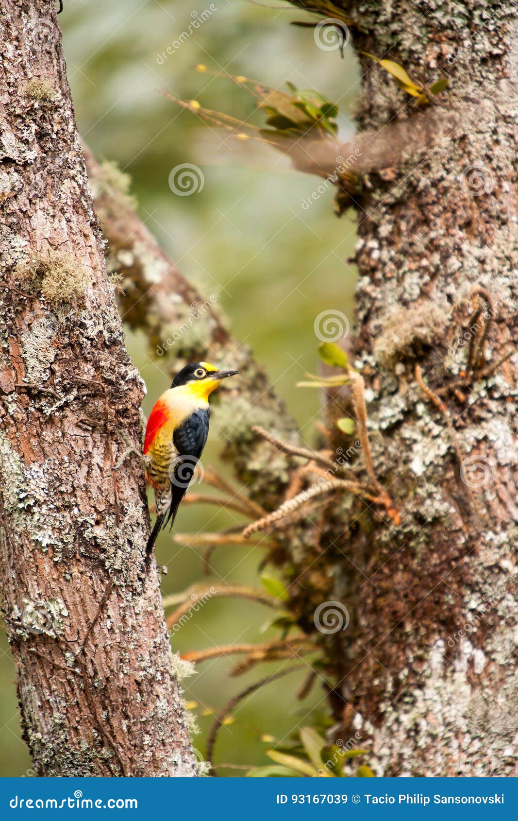 Yellow-fronted woodpecker stock image. Image of bird - 93167039