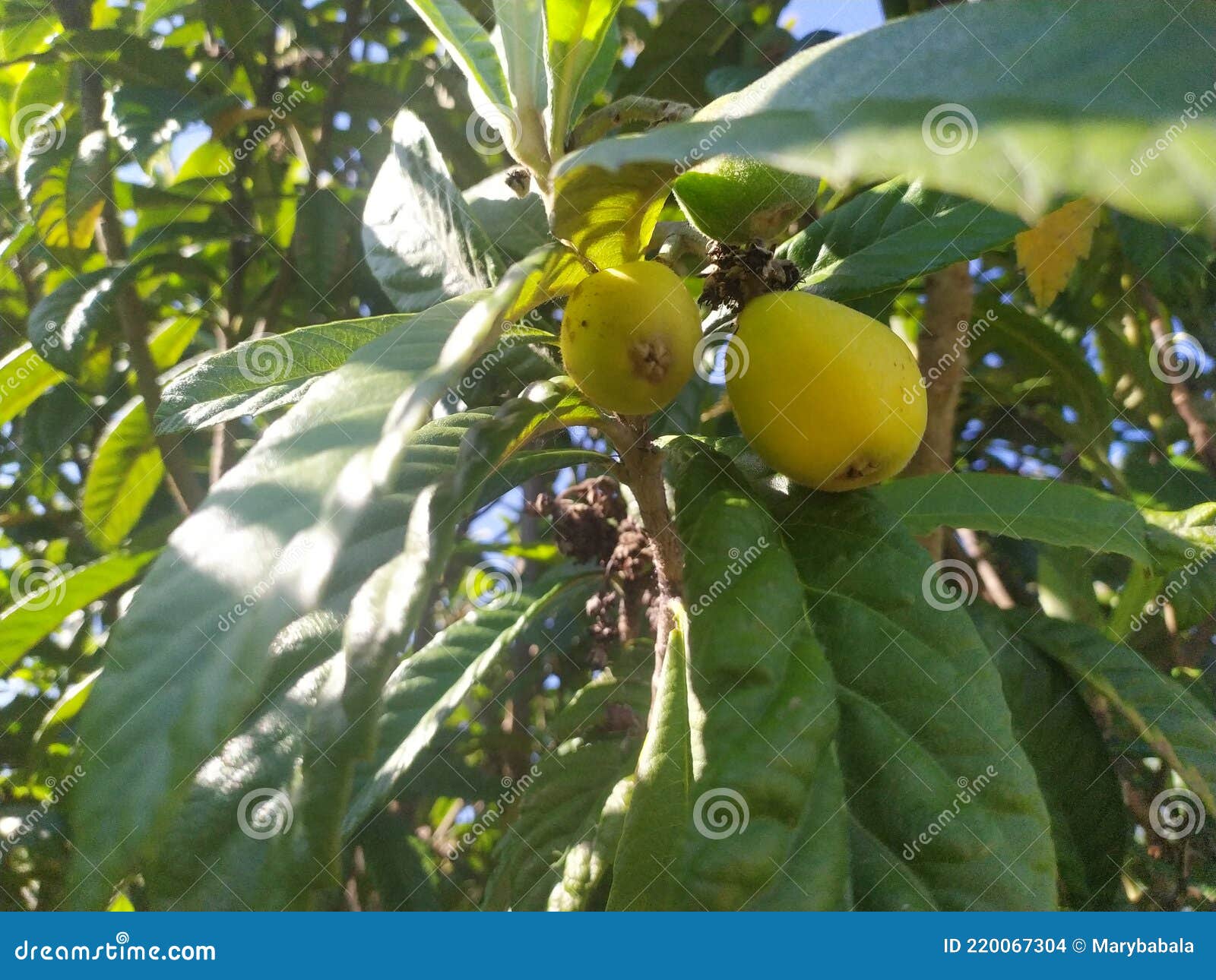 Yellow Fruit of Medlar Tree Stock Photo - Image of autumn, plant: 220067304
