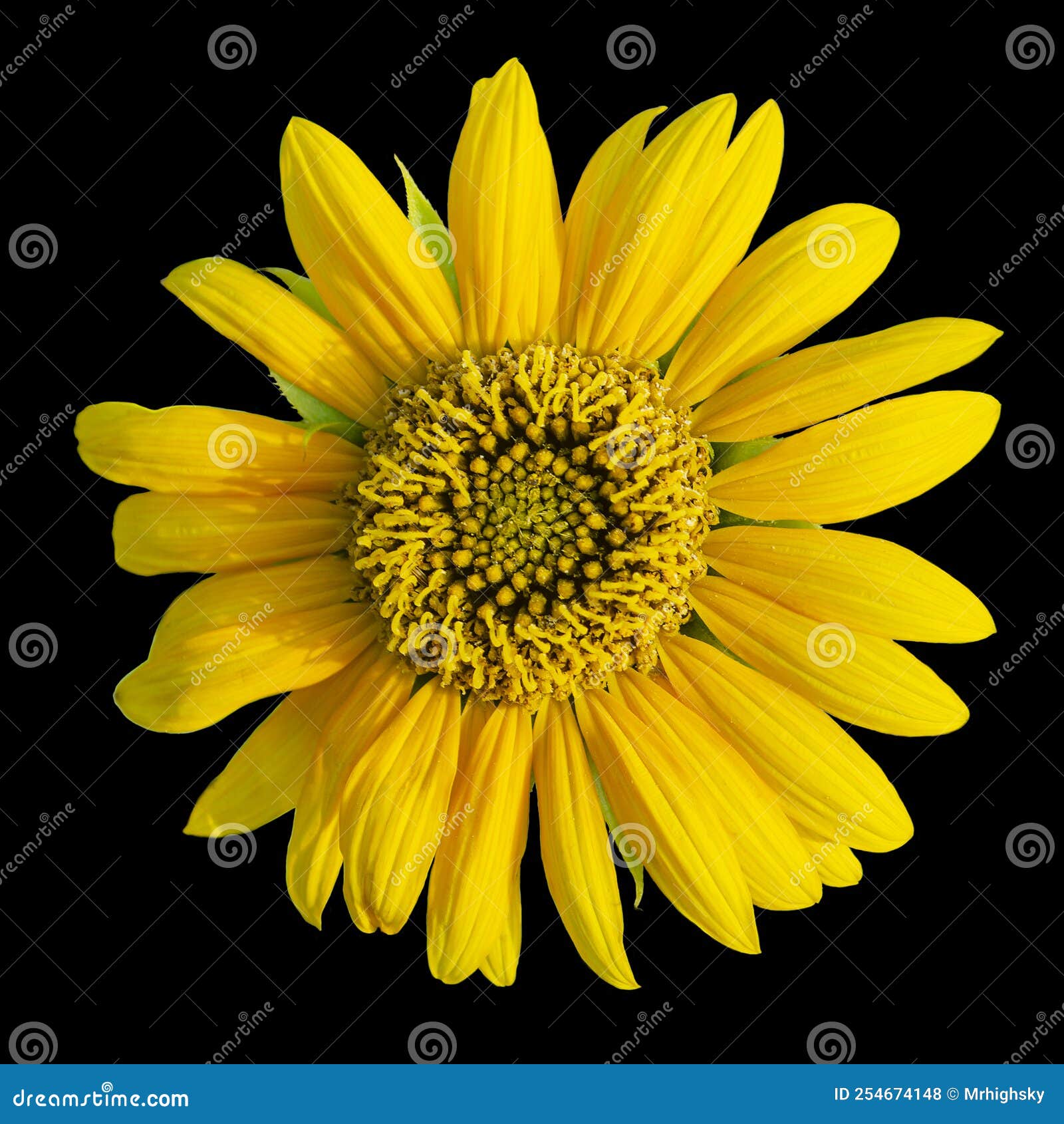 Yellow Full Bloomed Sunflower Isolated on Black Background Stock Photo ...