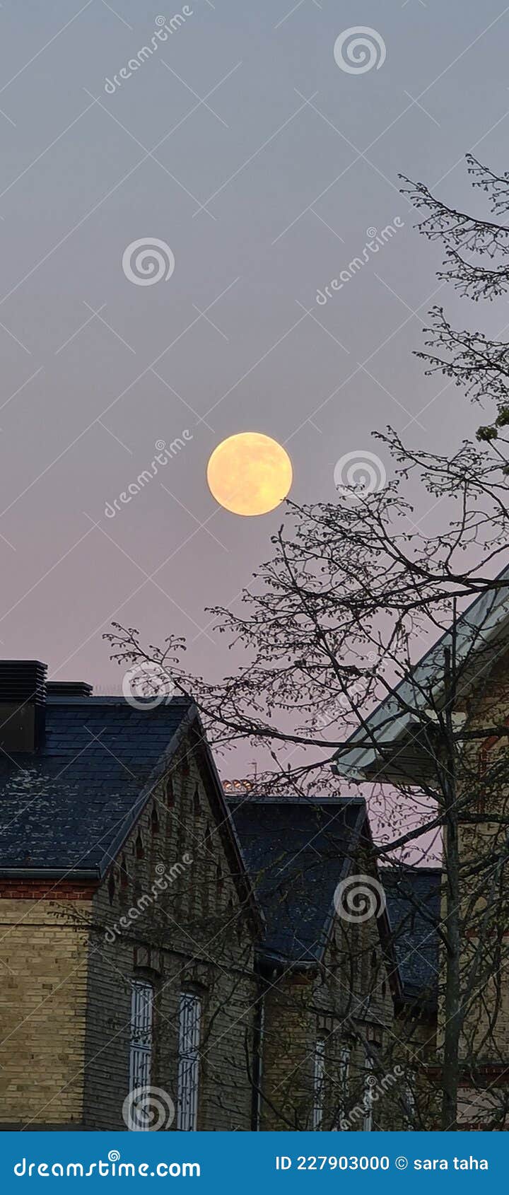 Yellow fullmoon stock photo. Image of summervibe, morning - 227903000