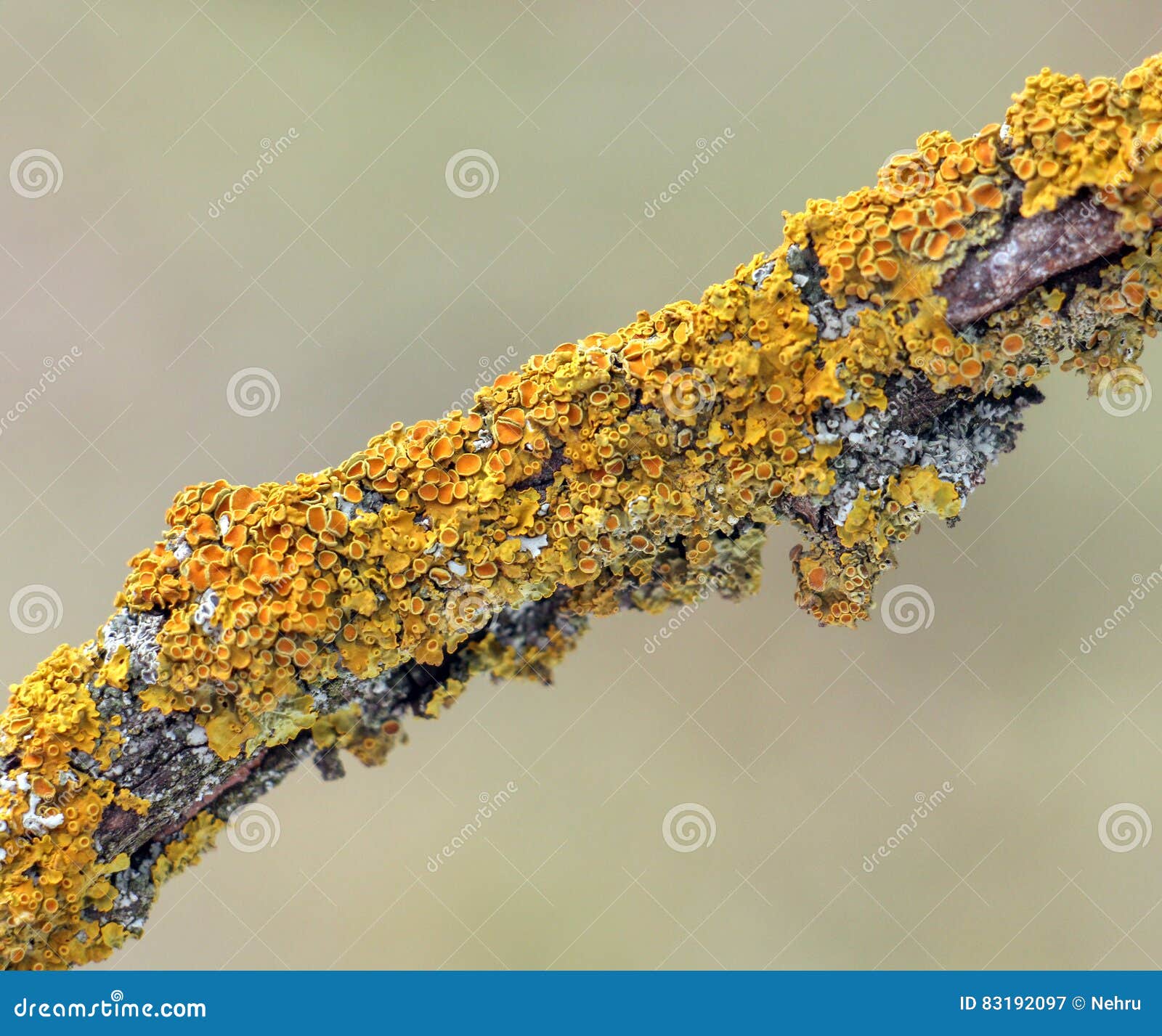 Yellow Funghi on a Tree Close-up Stock Image - Image of season, grow ...
