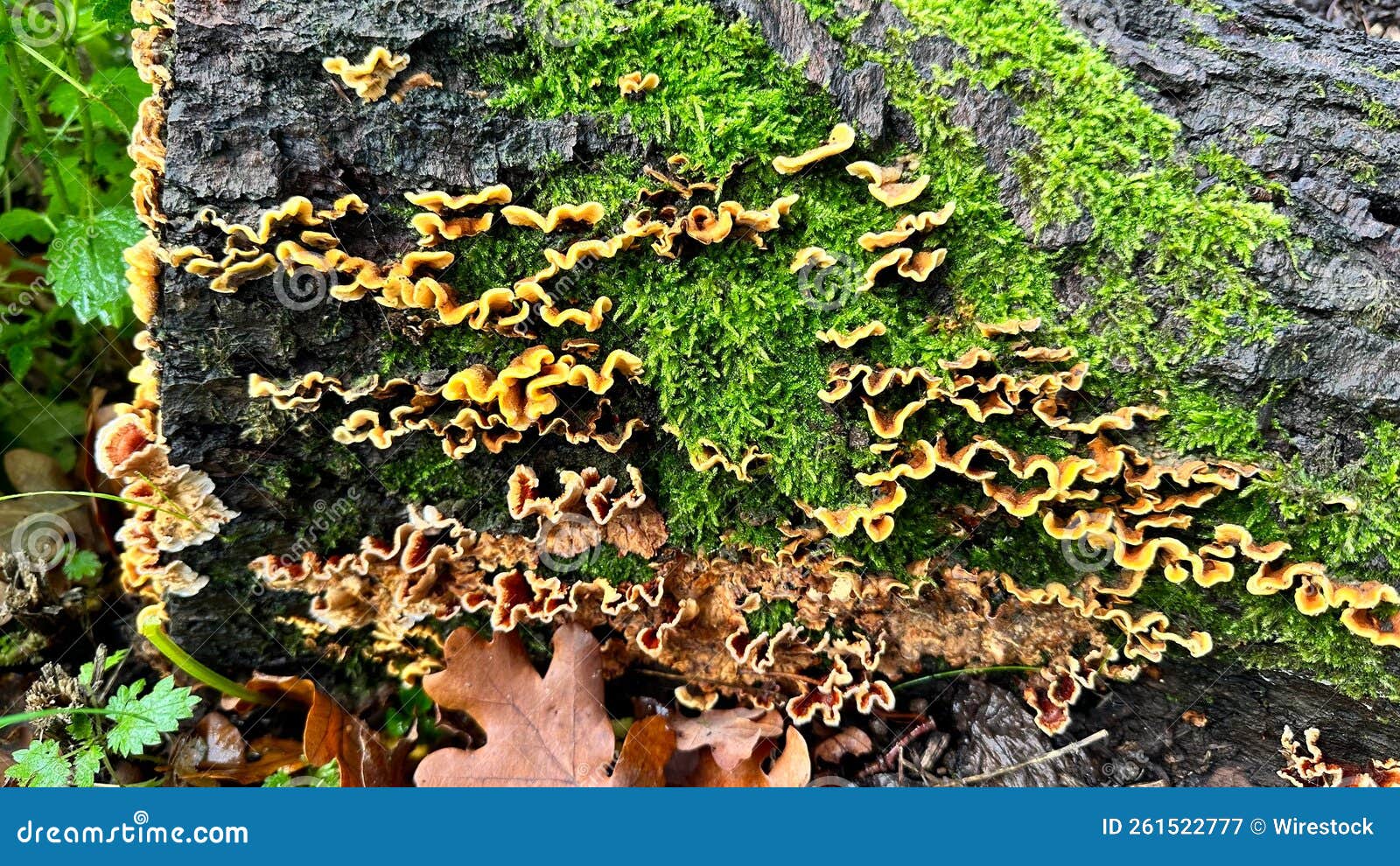 Yellow Fungi with Moss on a Dead Tree Trunk Stock Image - Image of moss ...