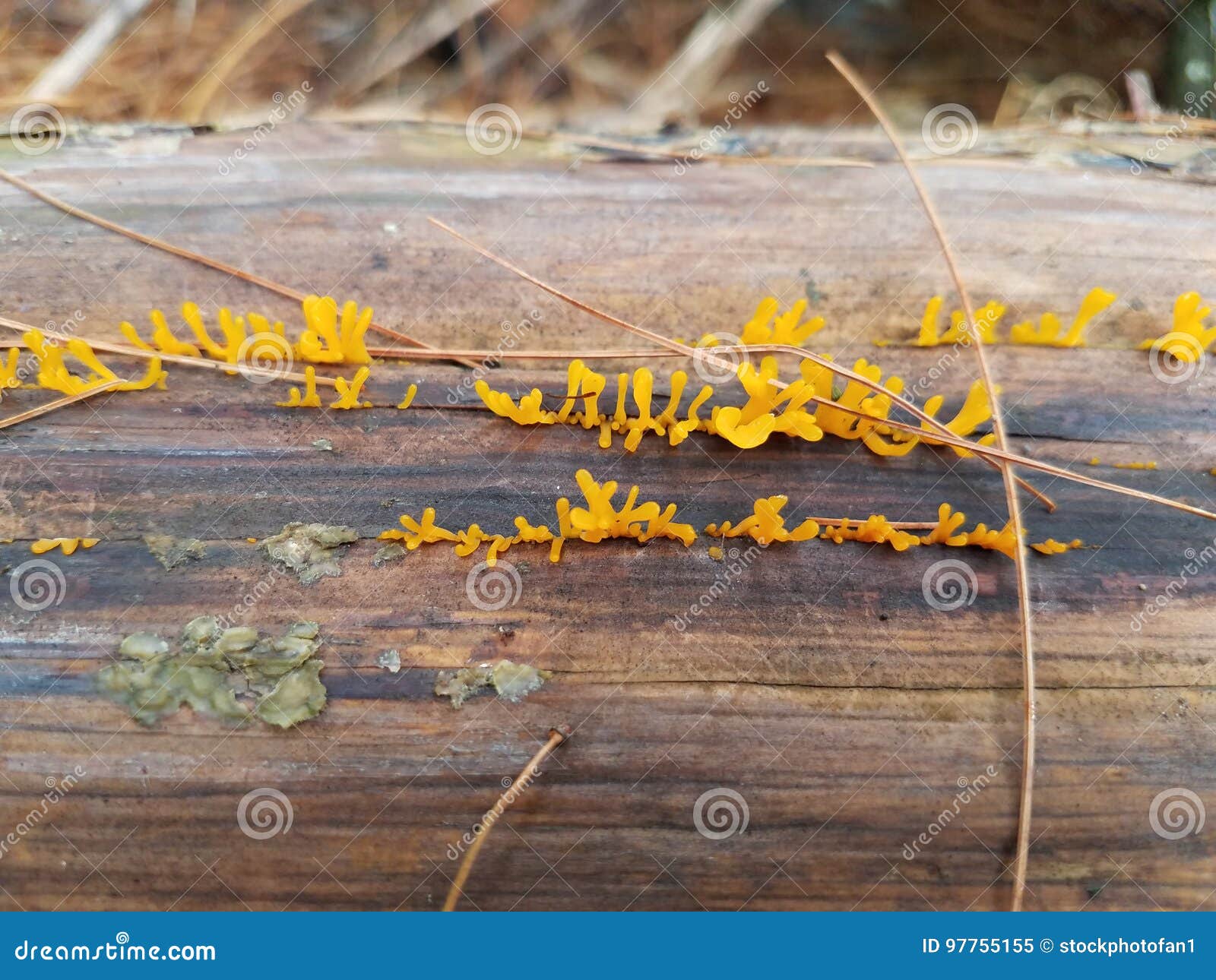 Yellow Fungus Growing on Log Stock Image - Image of fungus, orange ...
