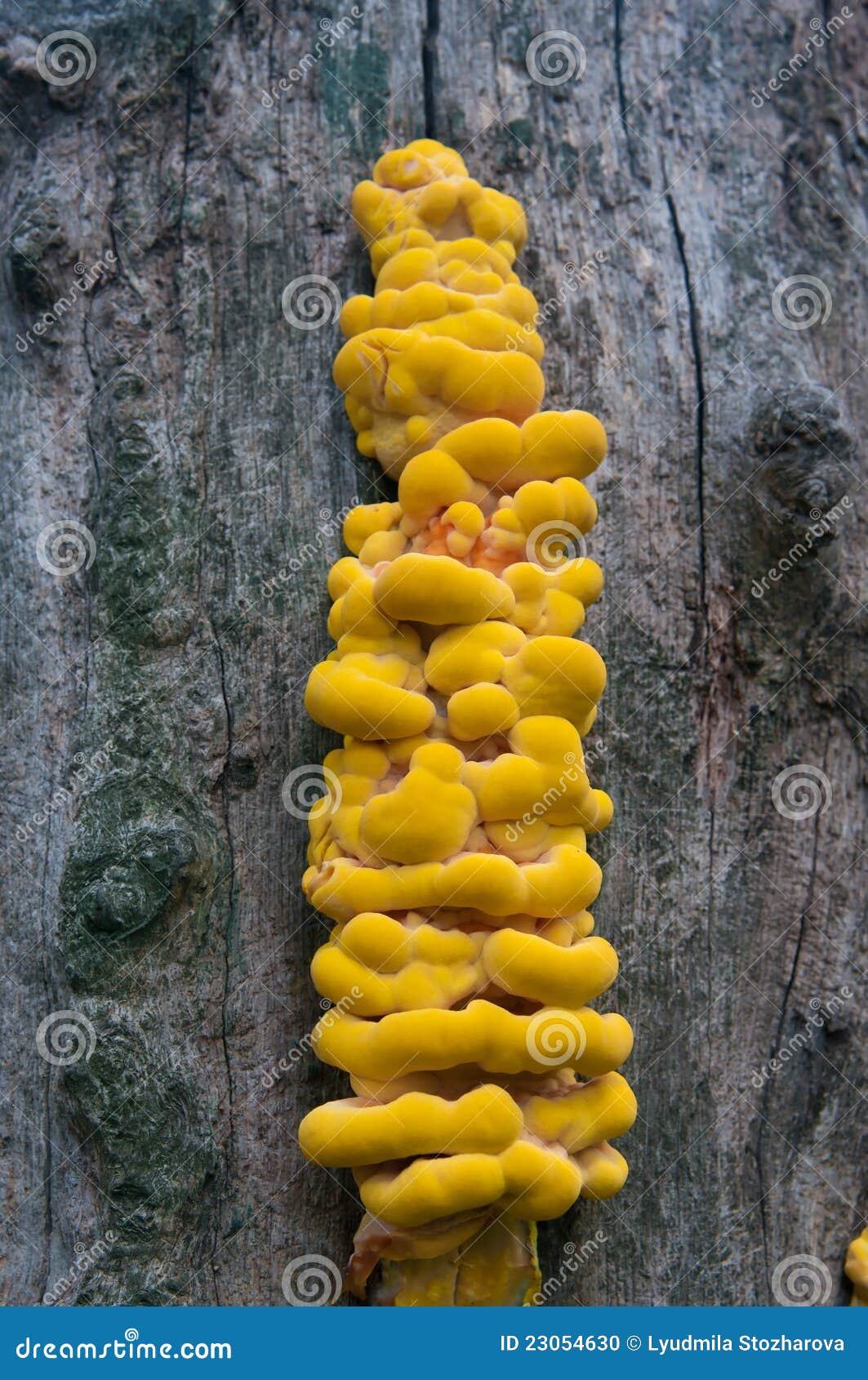 Yellow fungus parasite stock photo. Image of tree, orange - 23054630