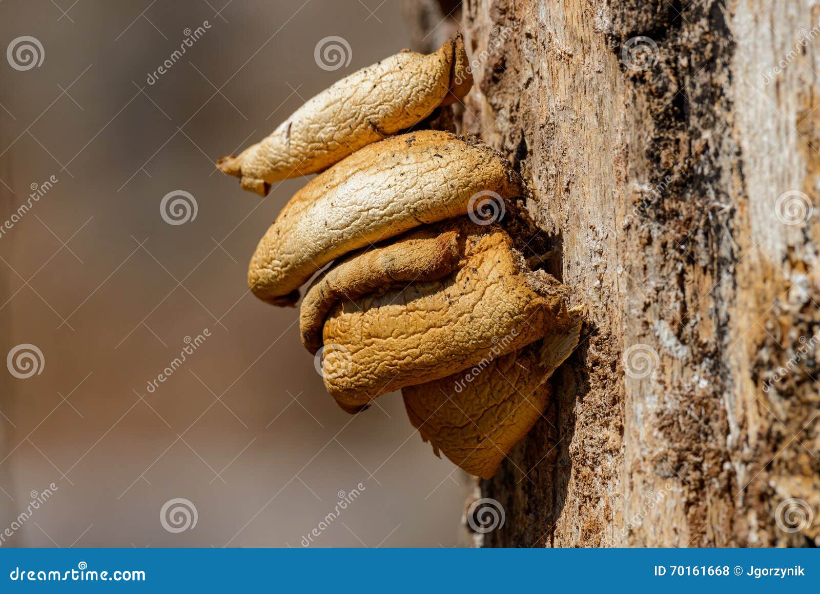 Yellow fungus stock photo. Image of white, mushroom, bark - 70161668