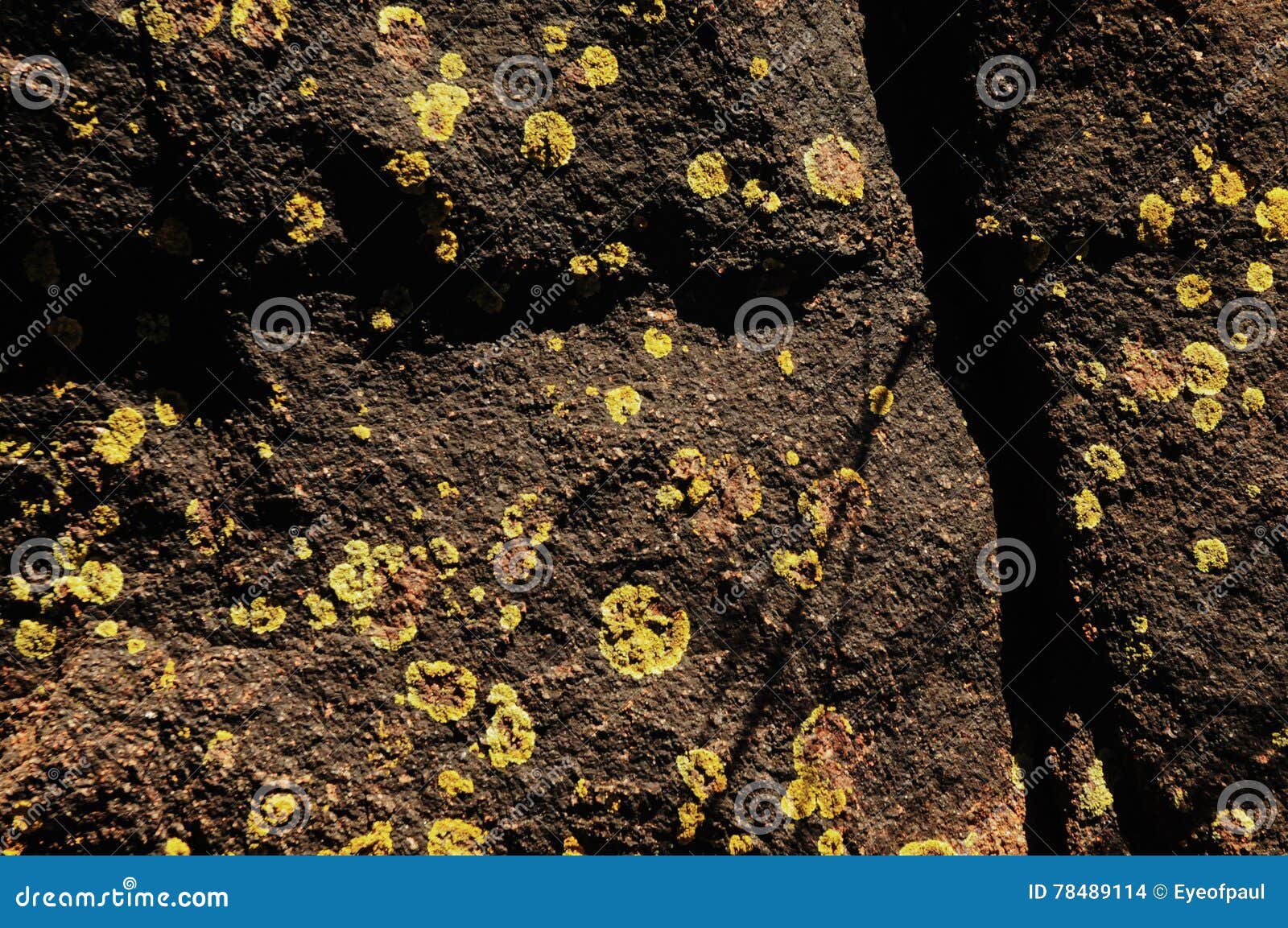 Yellow Fungus Stain on Cracked Black Rock Stock Photo - Image of ...