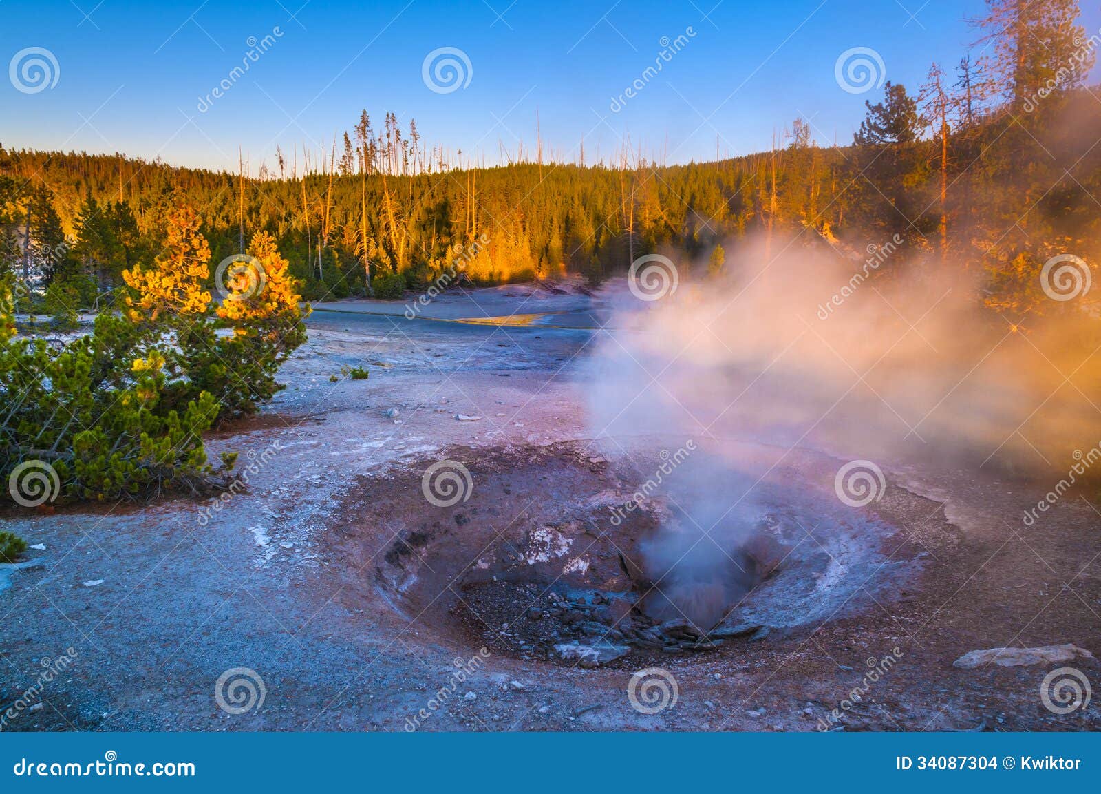 Yellow funnel Spring stock photo. Image of national, colorful - 34087304