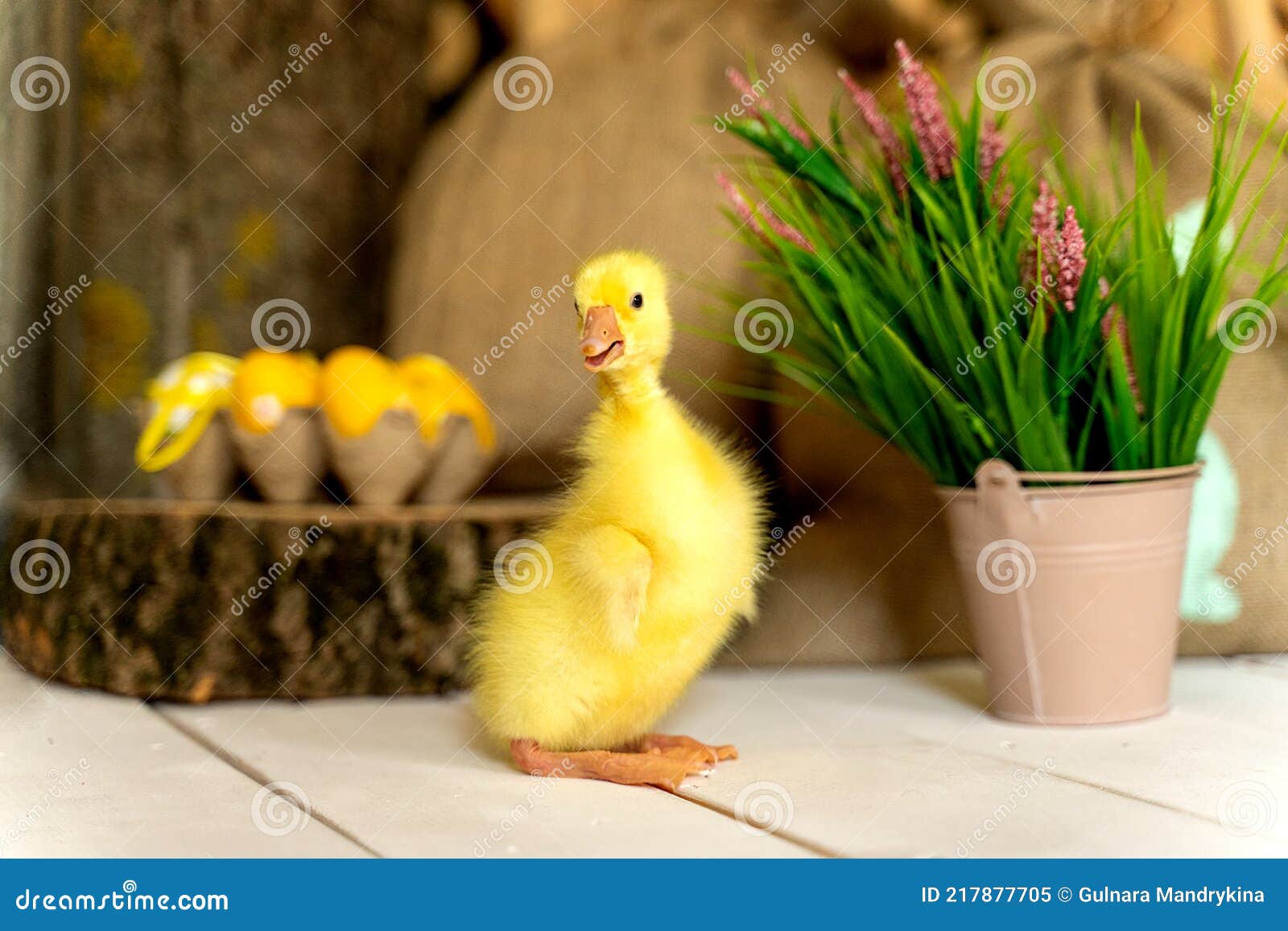 Yellow Funny Duckling Looks into the Frame Stock Image - Image of ...