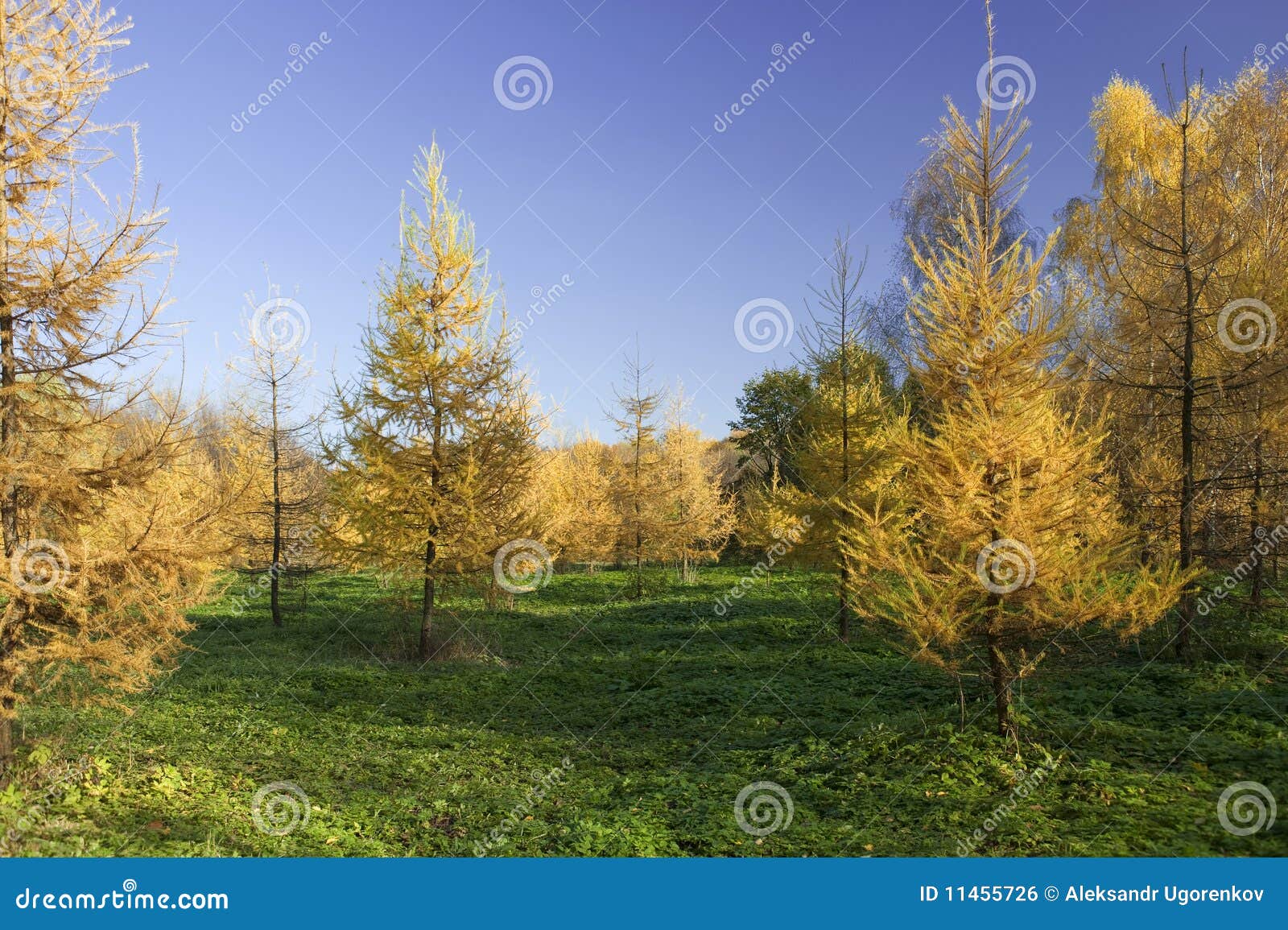 Yellow Fur tree in forest stock photo. Image of tree - 11455726
