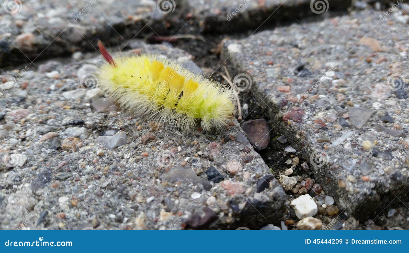 Furry Caterpillar, Butterfly Larva. Domestic Silkmoth, Bombyx Mori ...