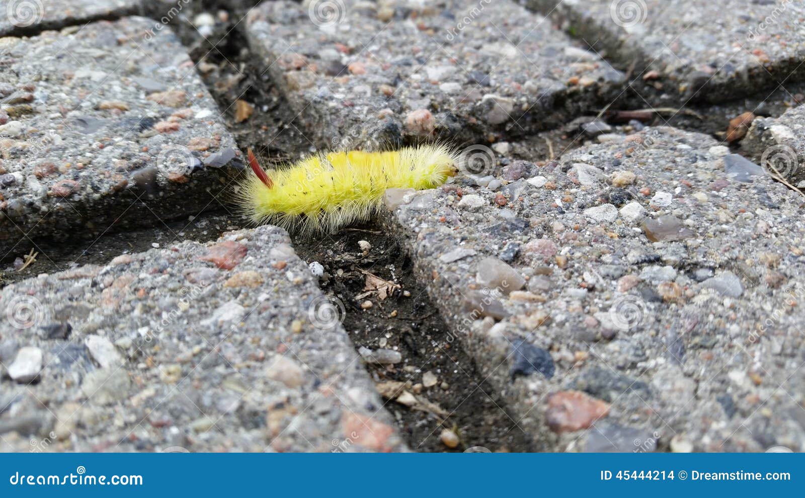 Yellow furry caterpillar stock photo. Image of larva - 45444214