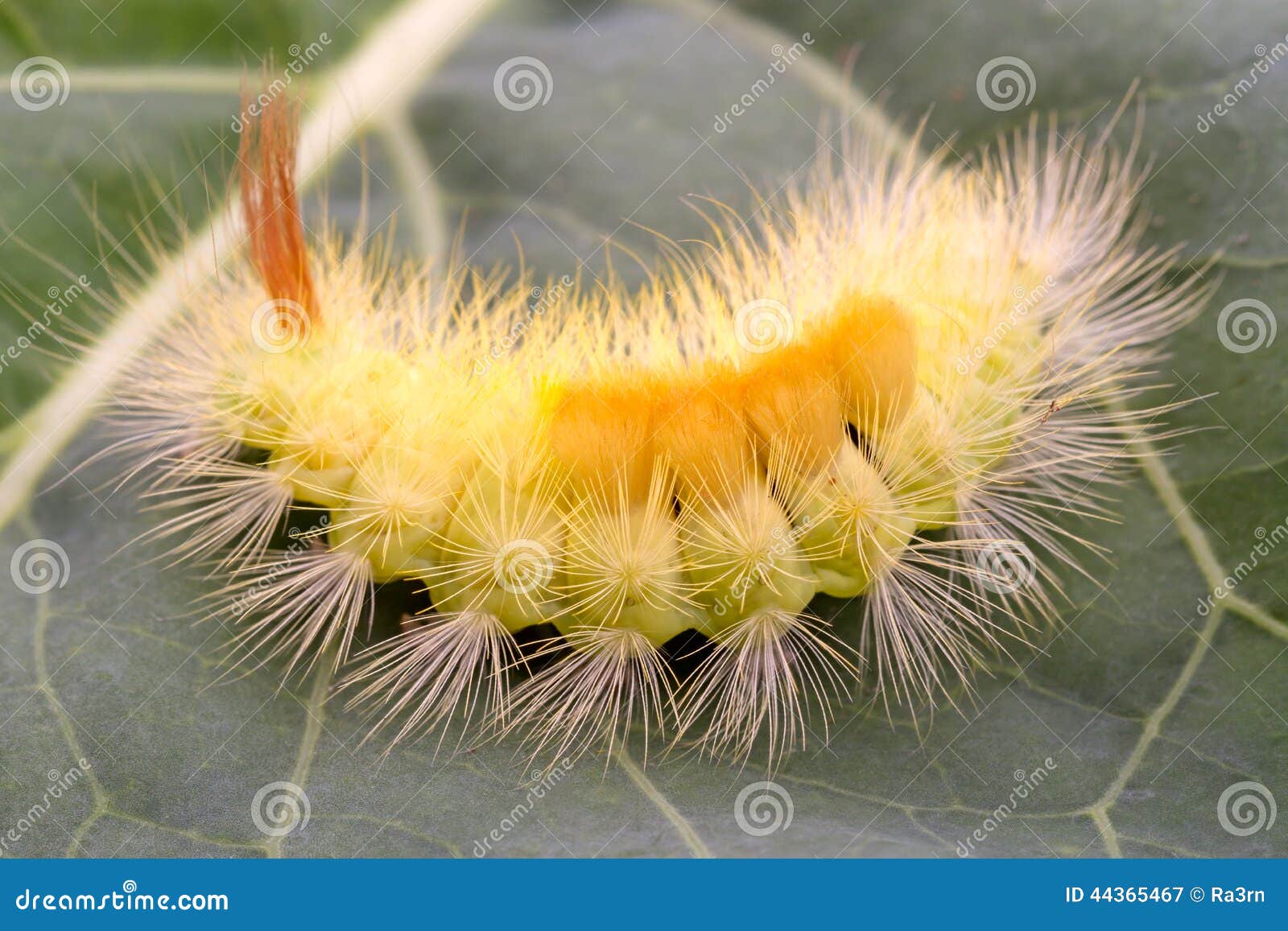 Yellow furry caterpillar stock image. Image of insect - 44365467