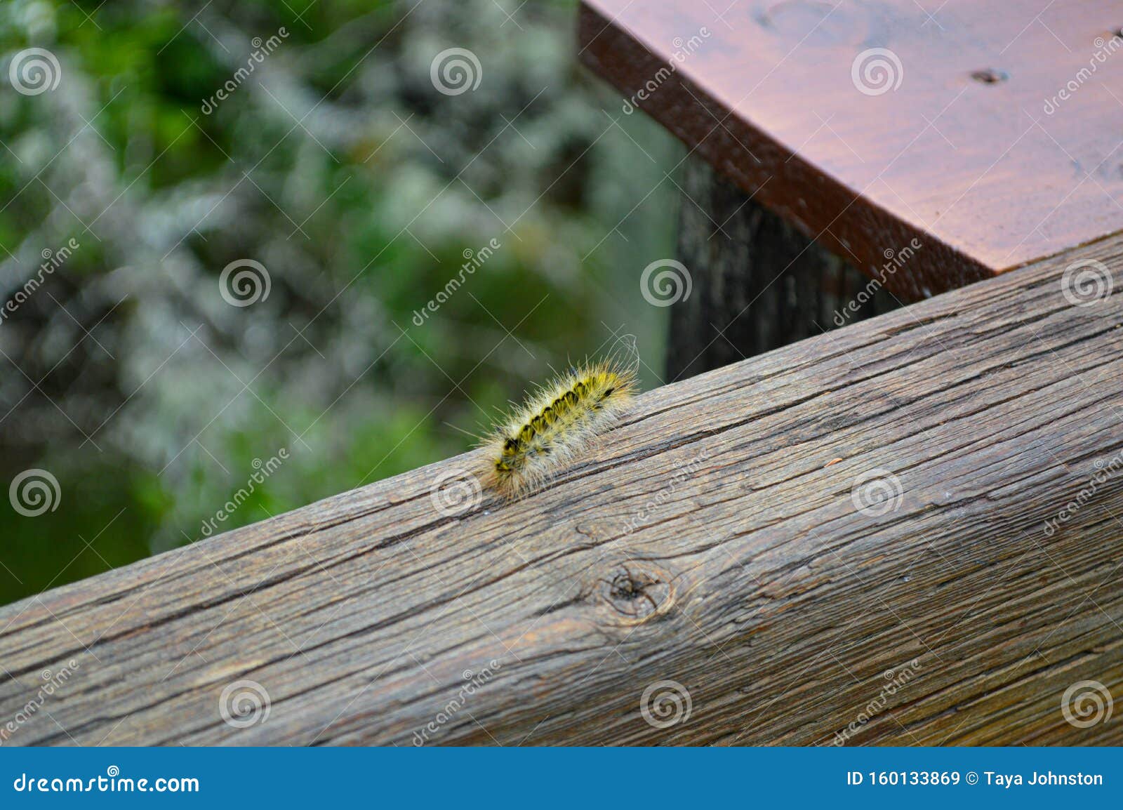 Caterpillar Moving Forward On Field Of White Royalty-Free Stock Image ...