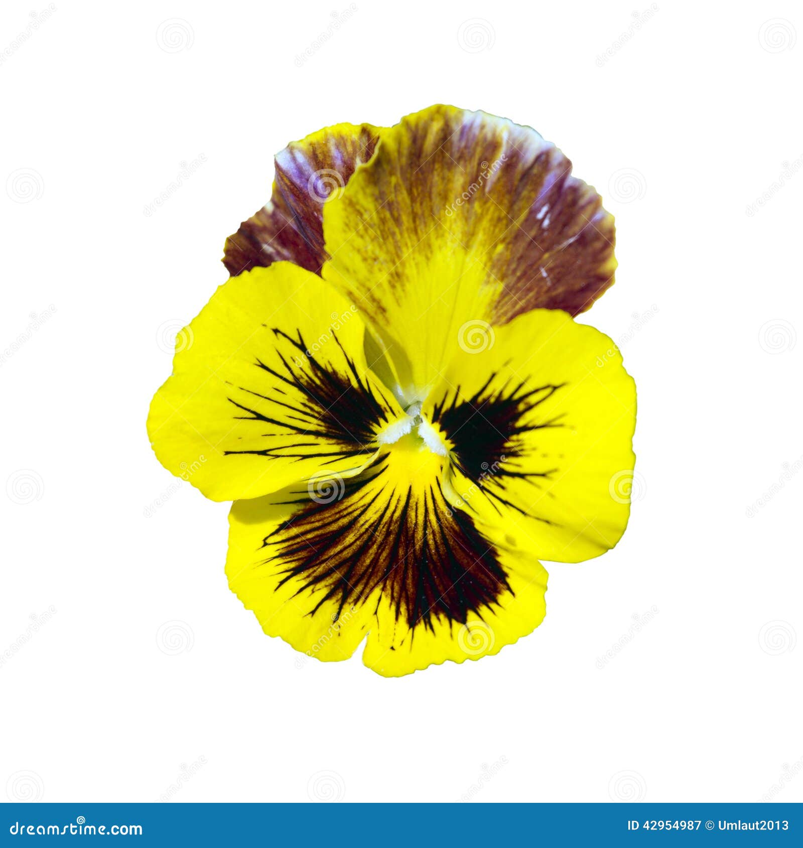 Yellow Garden Flower on a White Background Stock Image - Image of ...