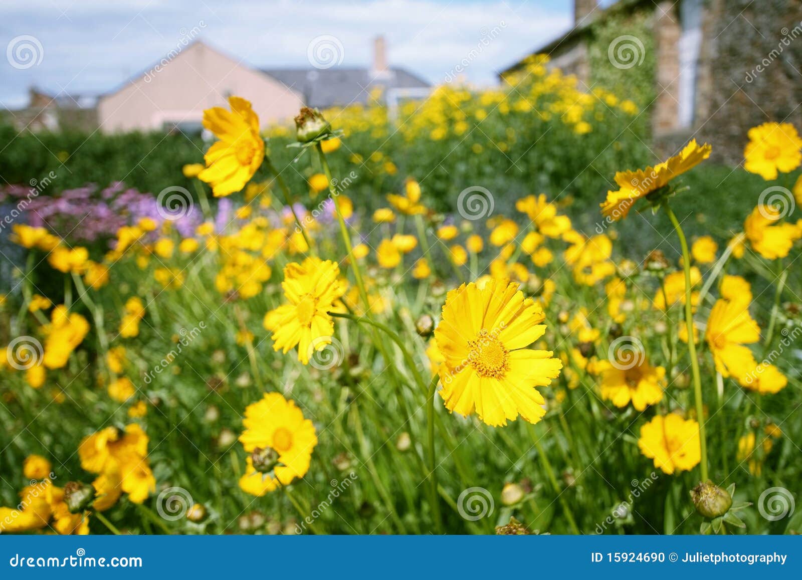 Yellow garden flowers stock photo. Image of plant, color - 15924690