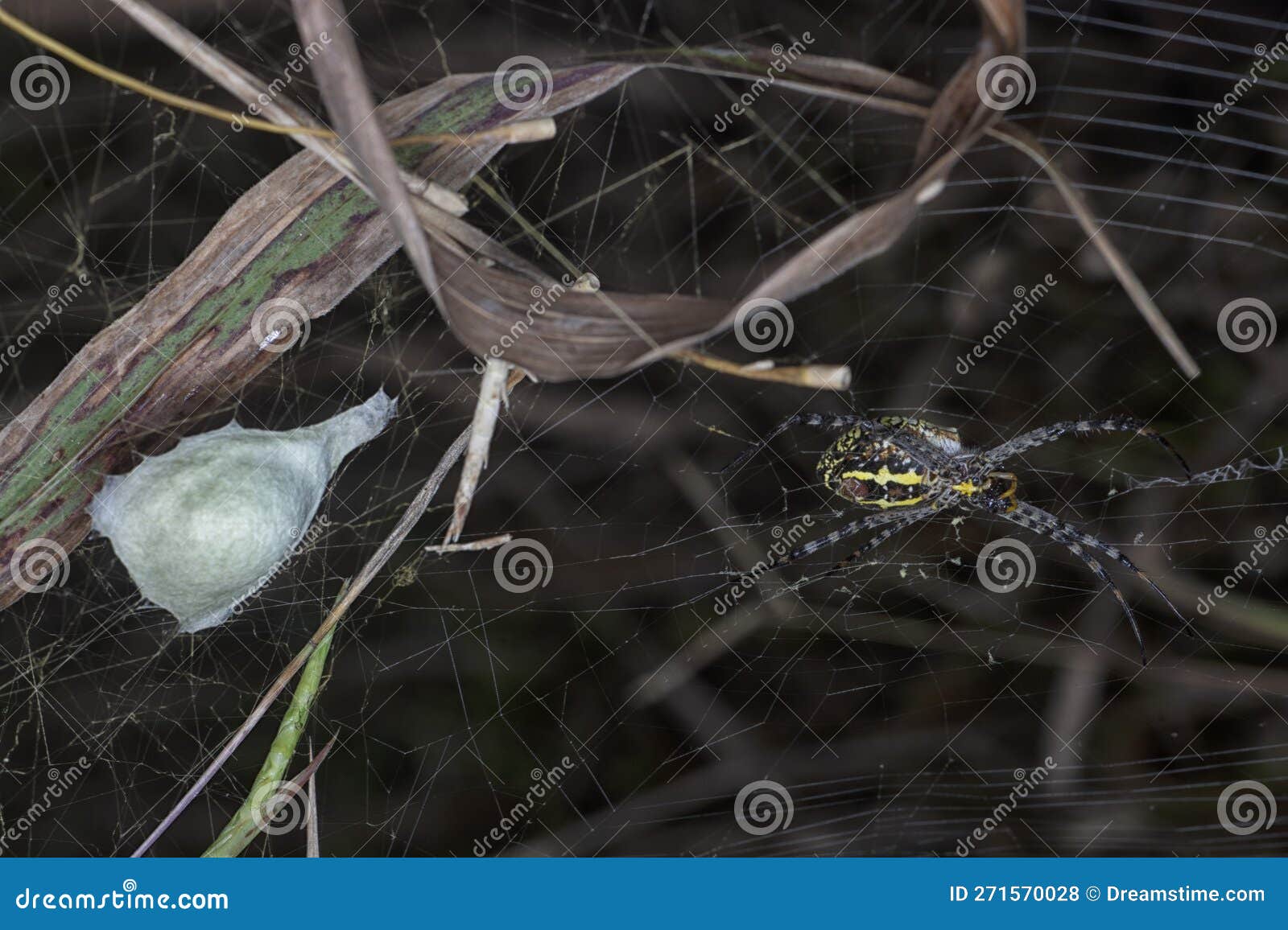 Yellow Garden Spider and the Egg Sac Hanging on the Web. Stock Photo ...