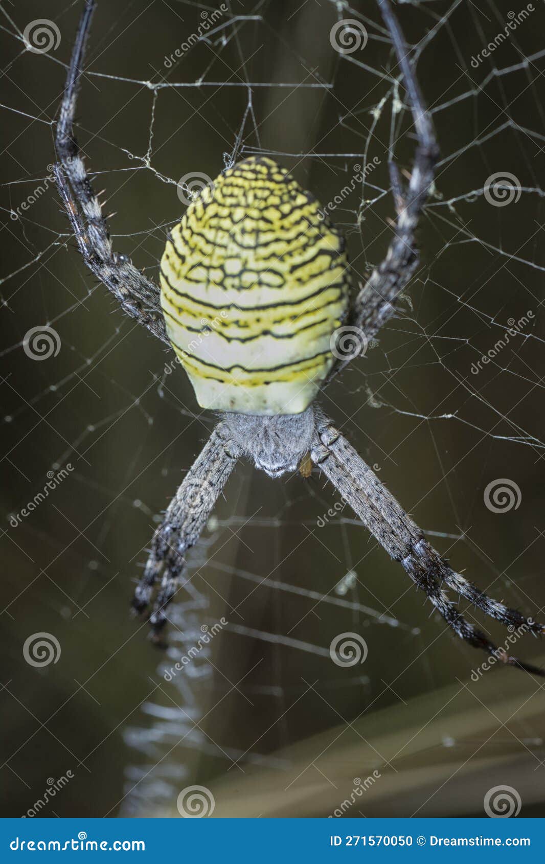 Yellow Garden Spider and the Egg Sac Hanging on the Web. Stock Photo ...