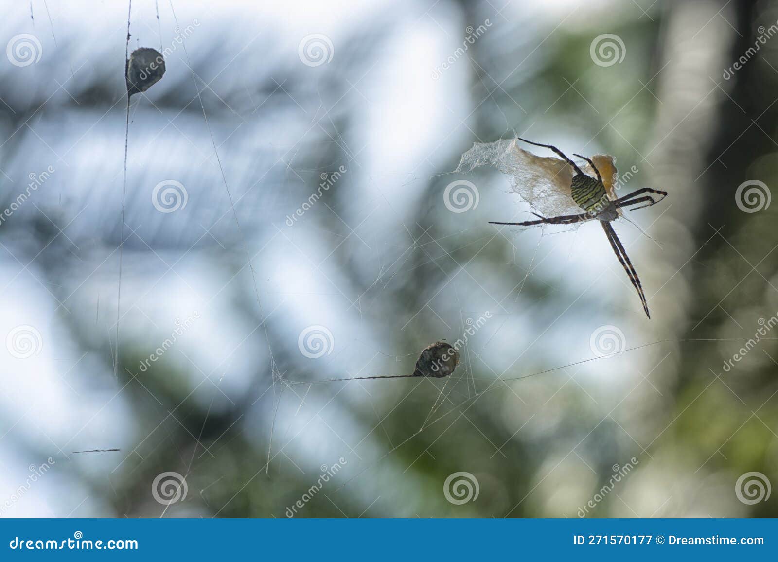 Yellow Garden Spider and the Egg Sac Hanging on the Web. Stock Image ...