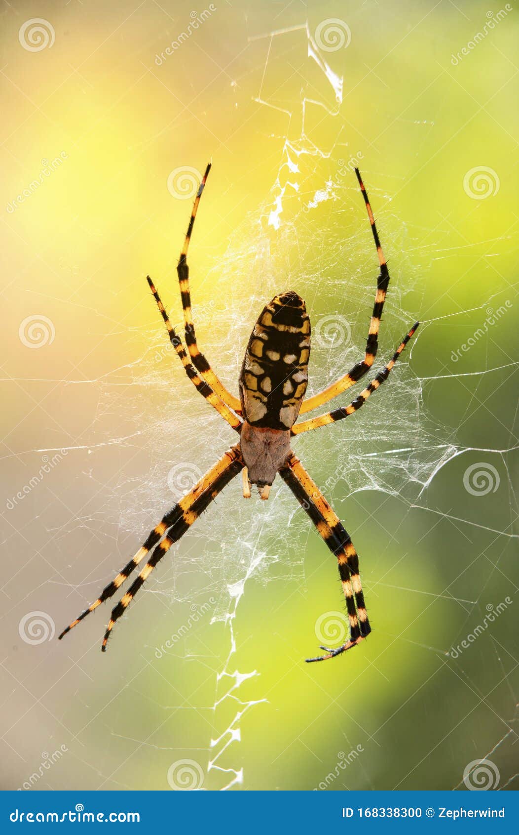 Yellow garden spider stock photo. Image of live, angle - 168338300