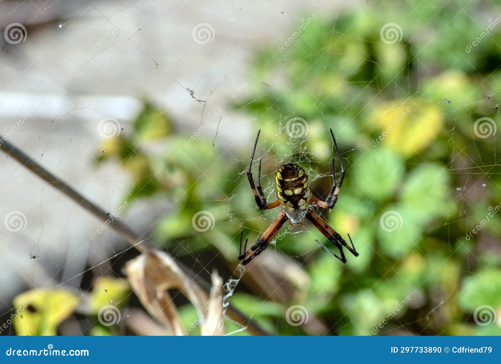 Yellow Garden Spider on a Thin Web Stock Photo - Image of wild, insect ...