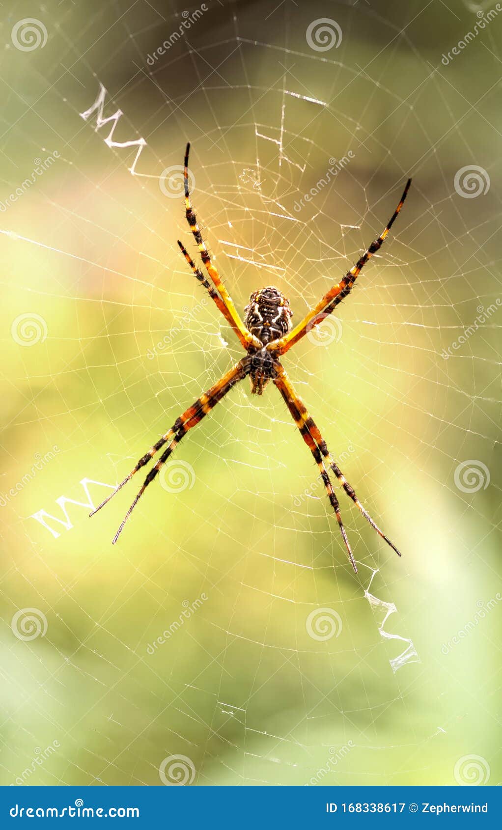 Yellow garden spider stock image. Image of golden, create - 168338617