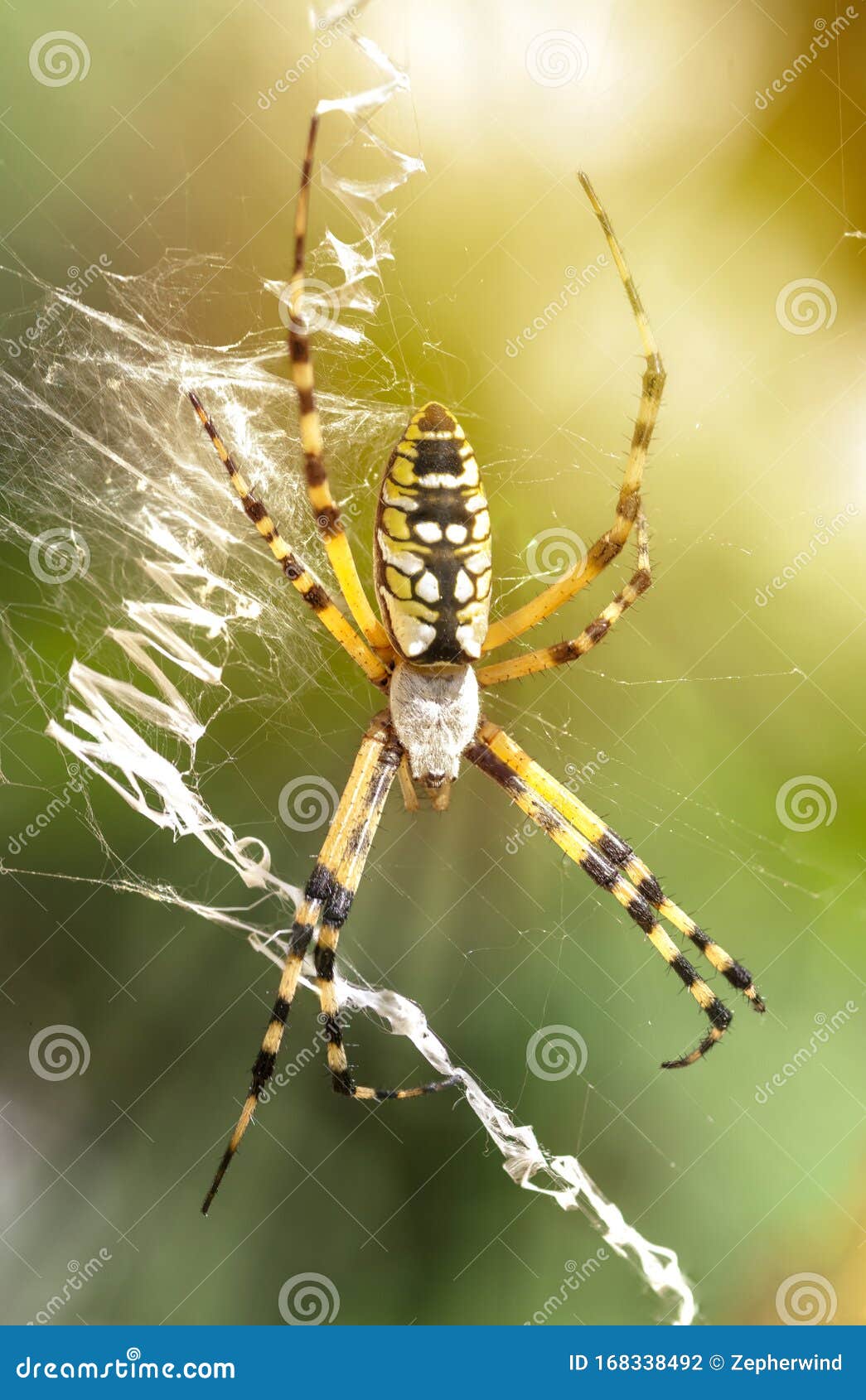 Yellow garden spider stock photo. Image of hanging, live - 168338492