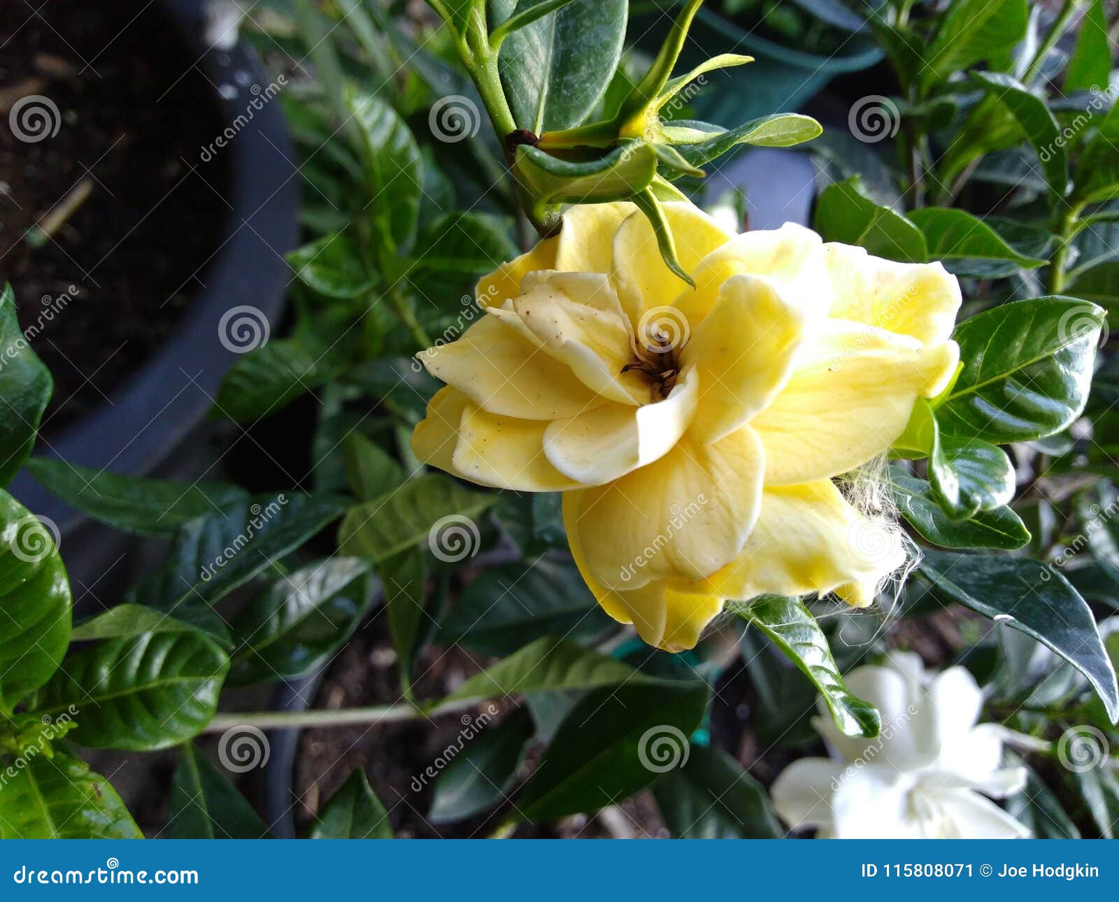 177 Purple Marijuana Plant Stock Photos - Free & Royalty-Free Stock ...