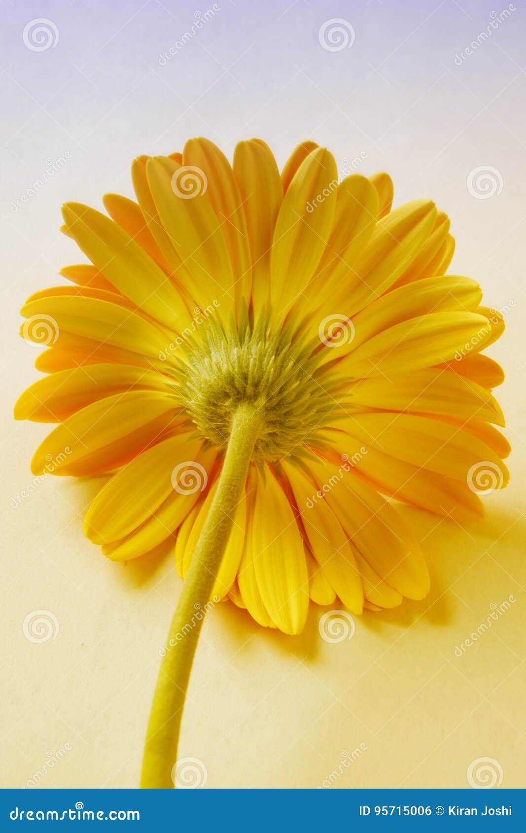 Yellow gebera flower stock photo. Image of color, kiran - 95715006