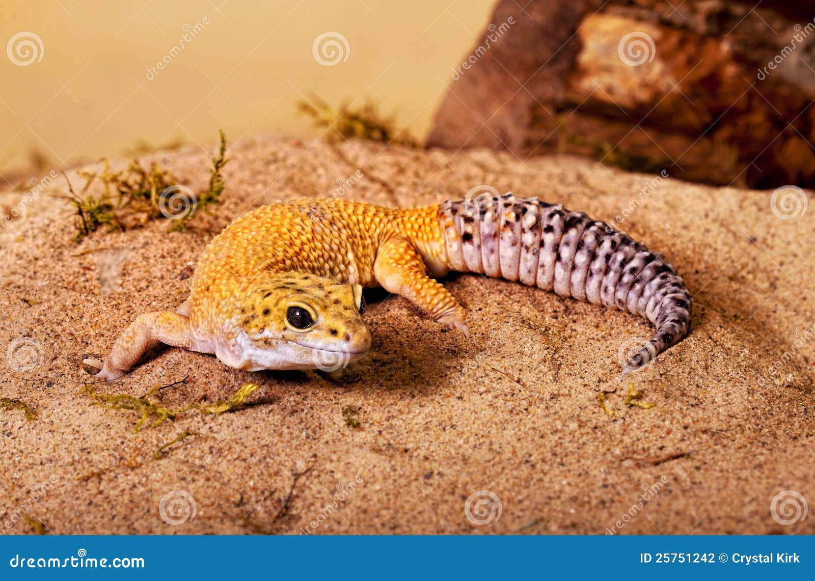 Yellow gecko stock photo. Image of animal, ominvore, wildlife - 25751242