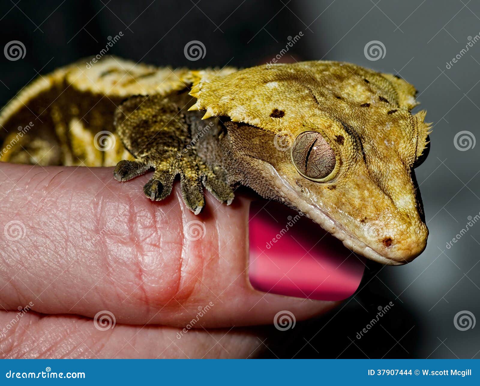 Yellow Gecko Lizard. stock photo. Image of critter, reptiles - 37907444