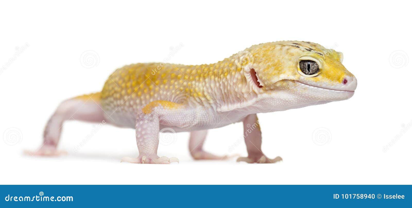 Yellow gecko standing, stock photo. Image of reptile - 101758940