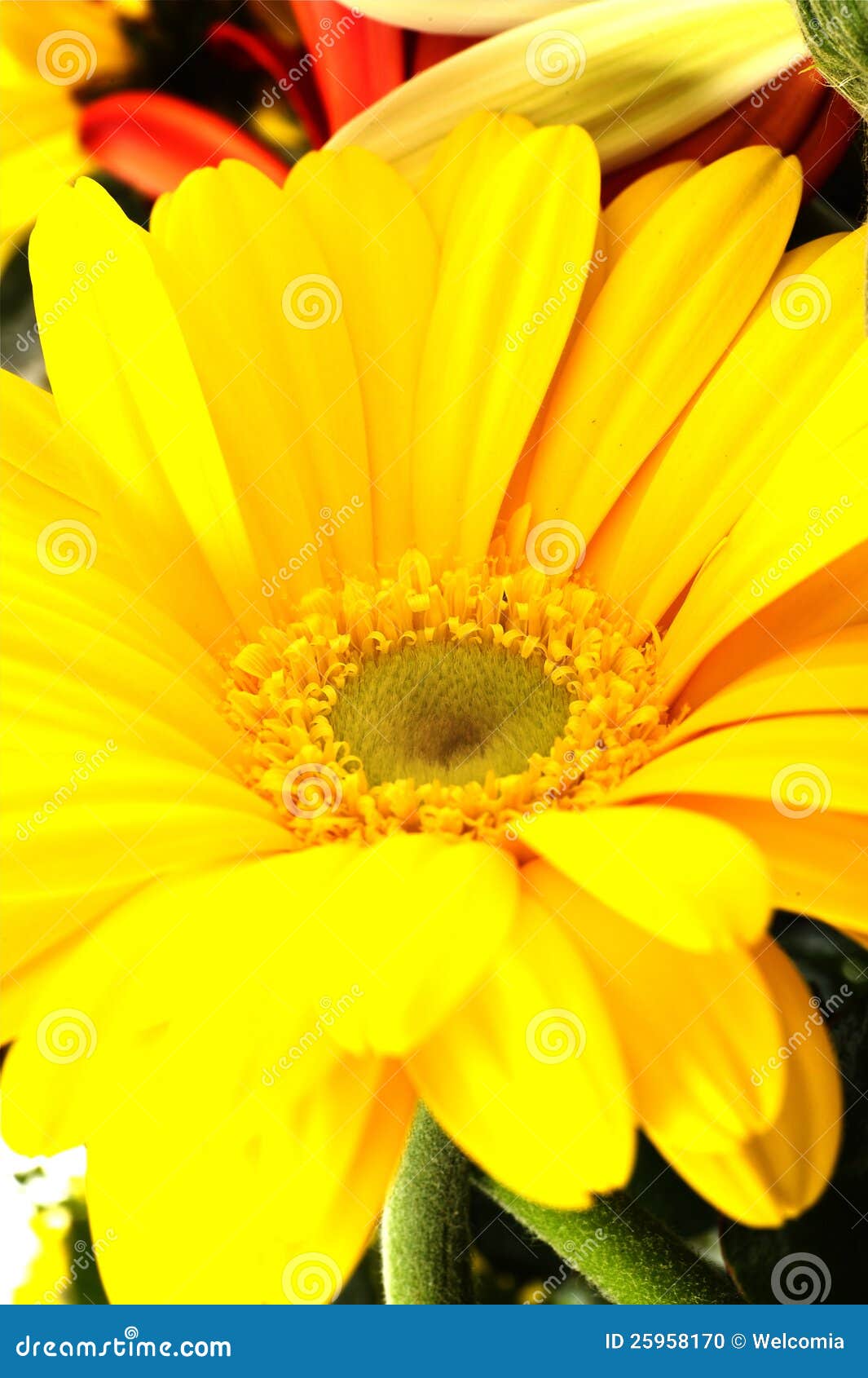 Yellow Gerber stock photo. Image of fresh, flowers, yellow - 25958170