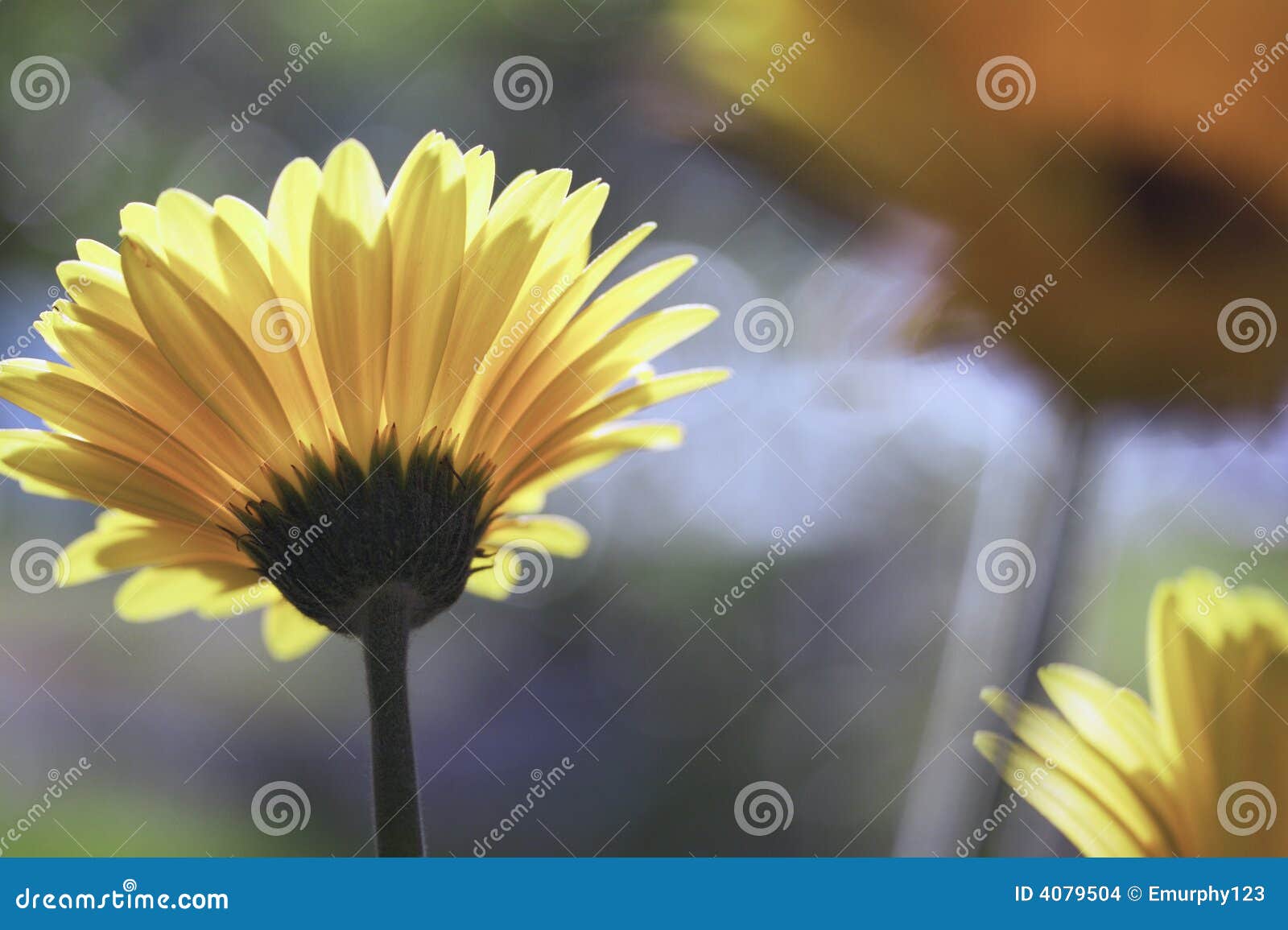 Yellow Gerber Daisies in the Sun Stock Photo - Image of macro, yellow ...