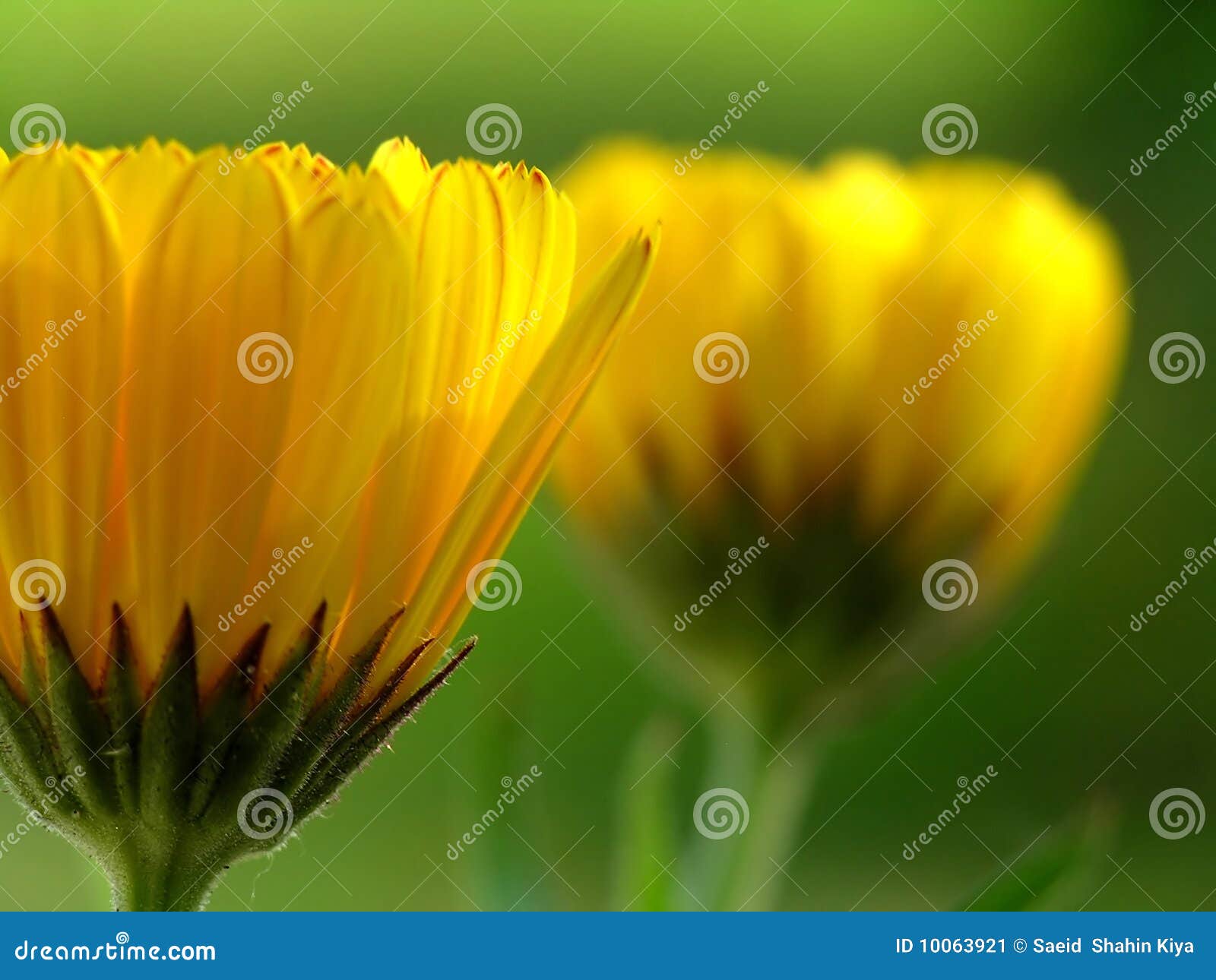 Yellow Gerber daisy stock image. Image of blossomed, details - 10063921
