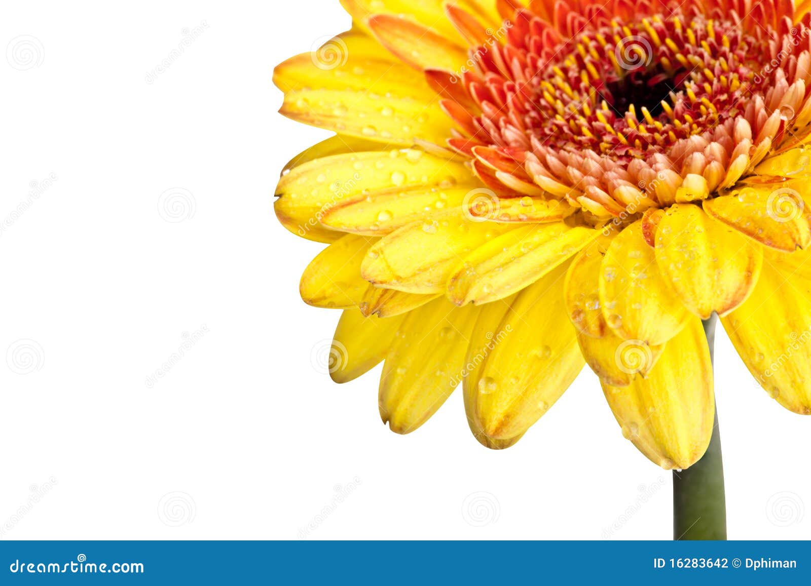 Yellow gerber daisy stock photo. Image of nature, isolated - 16283642