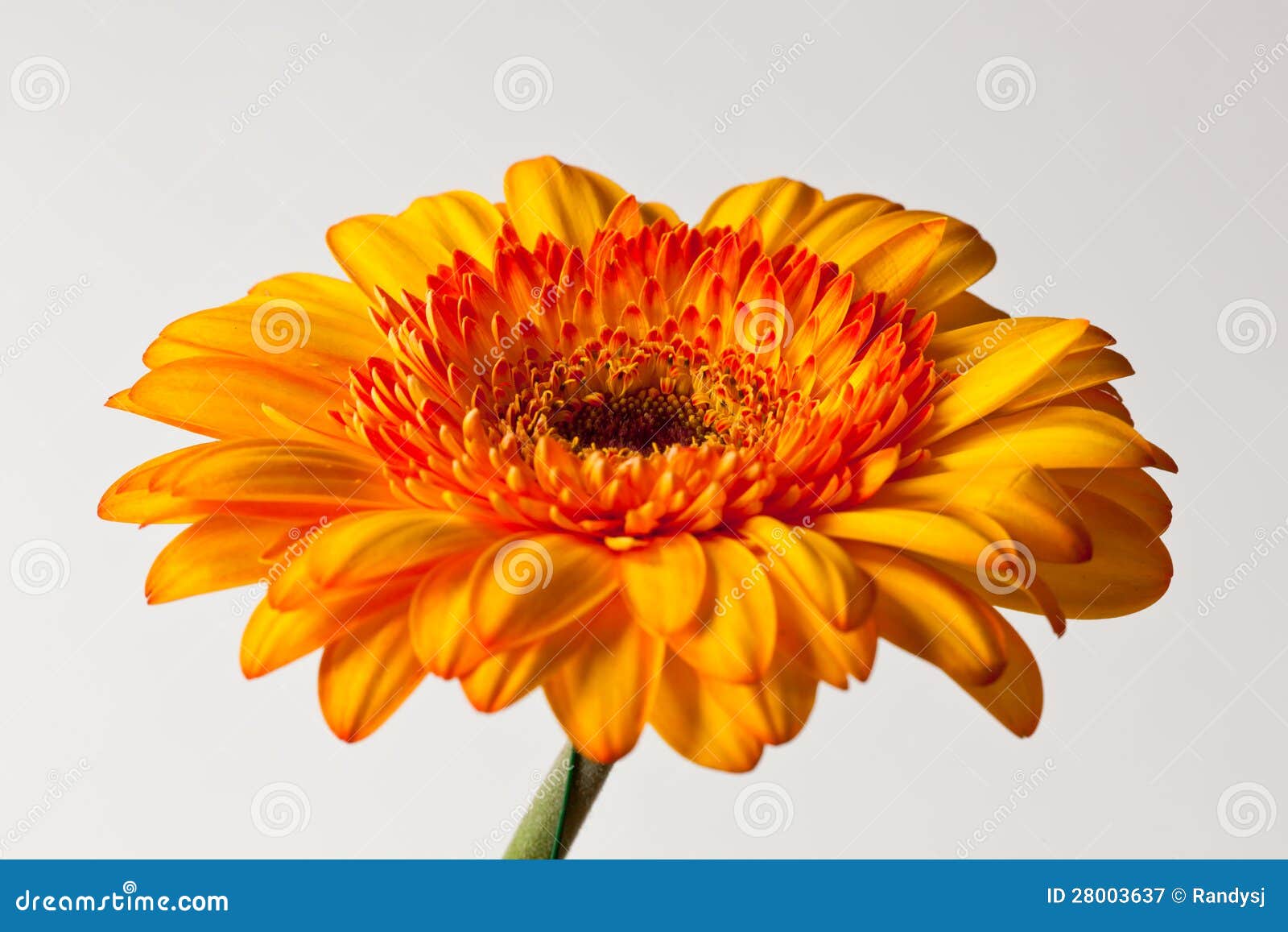 Yellow Gerber Daisy stock image. Image of single, water - 28003637