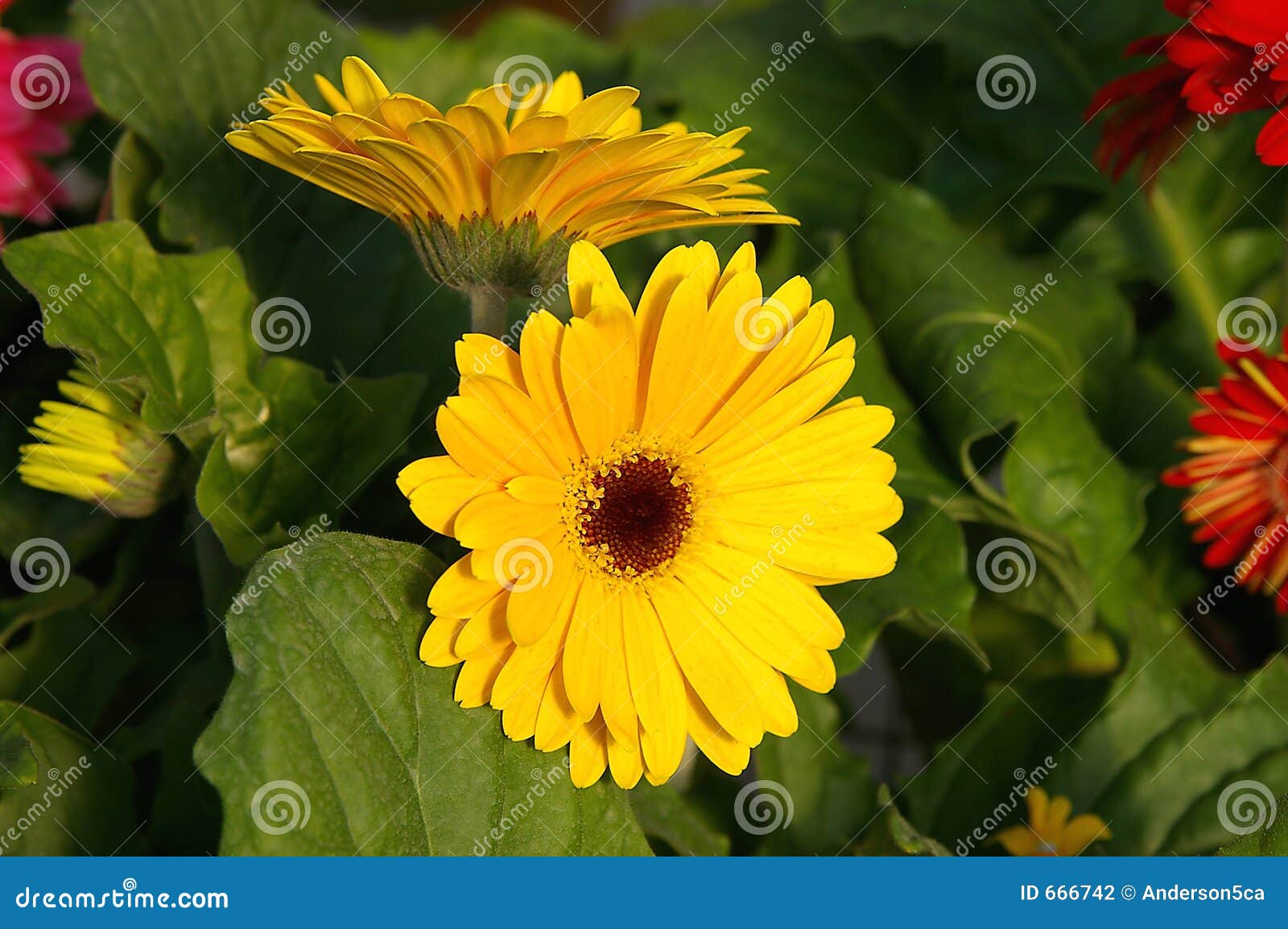 Yellow Gerber Daisy stock photo. Image of buds, botany - 666742