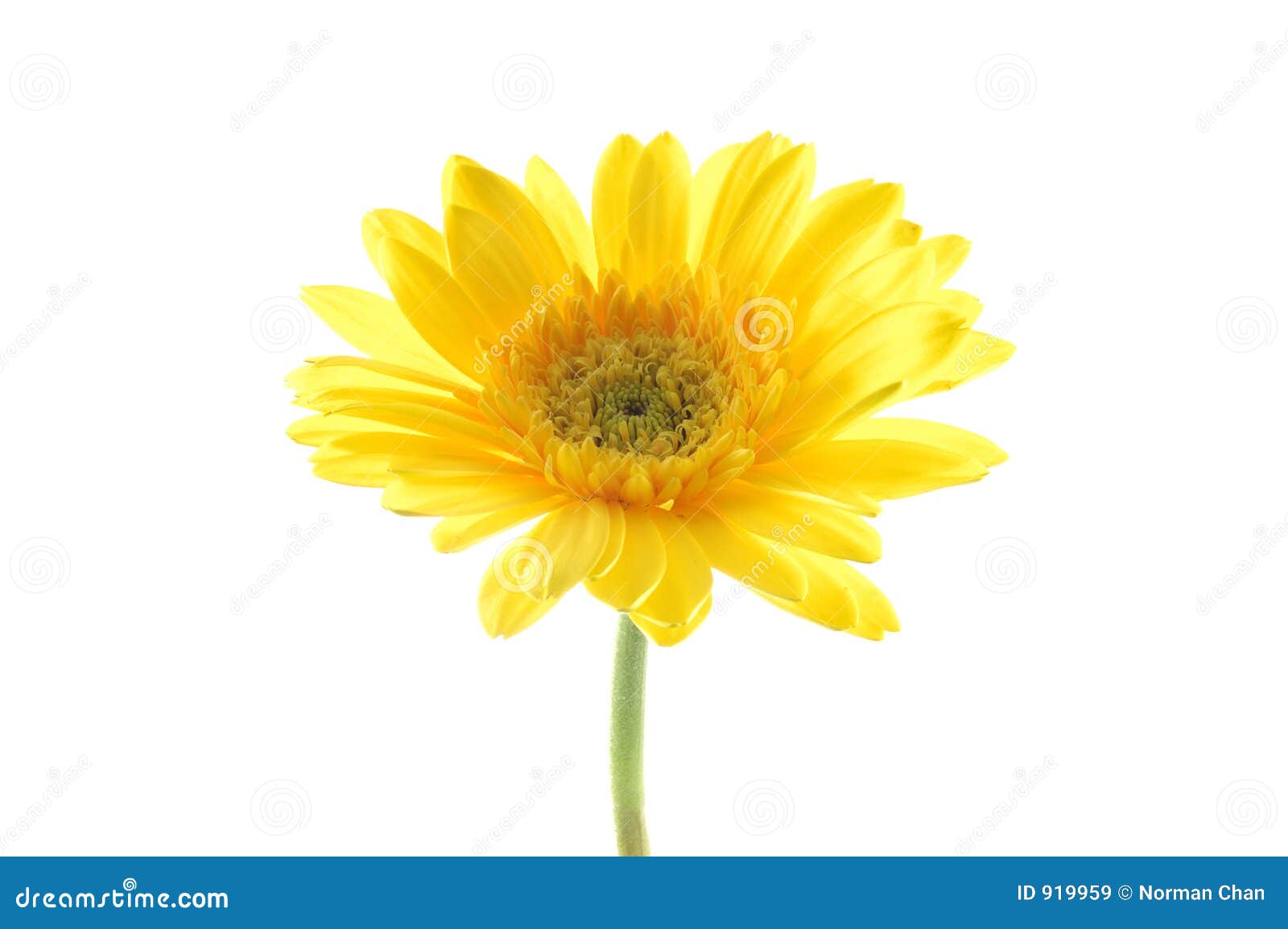 Yellow gerber daisy stock image. Image of macro, blossom - 919959