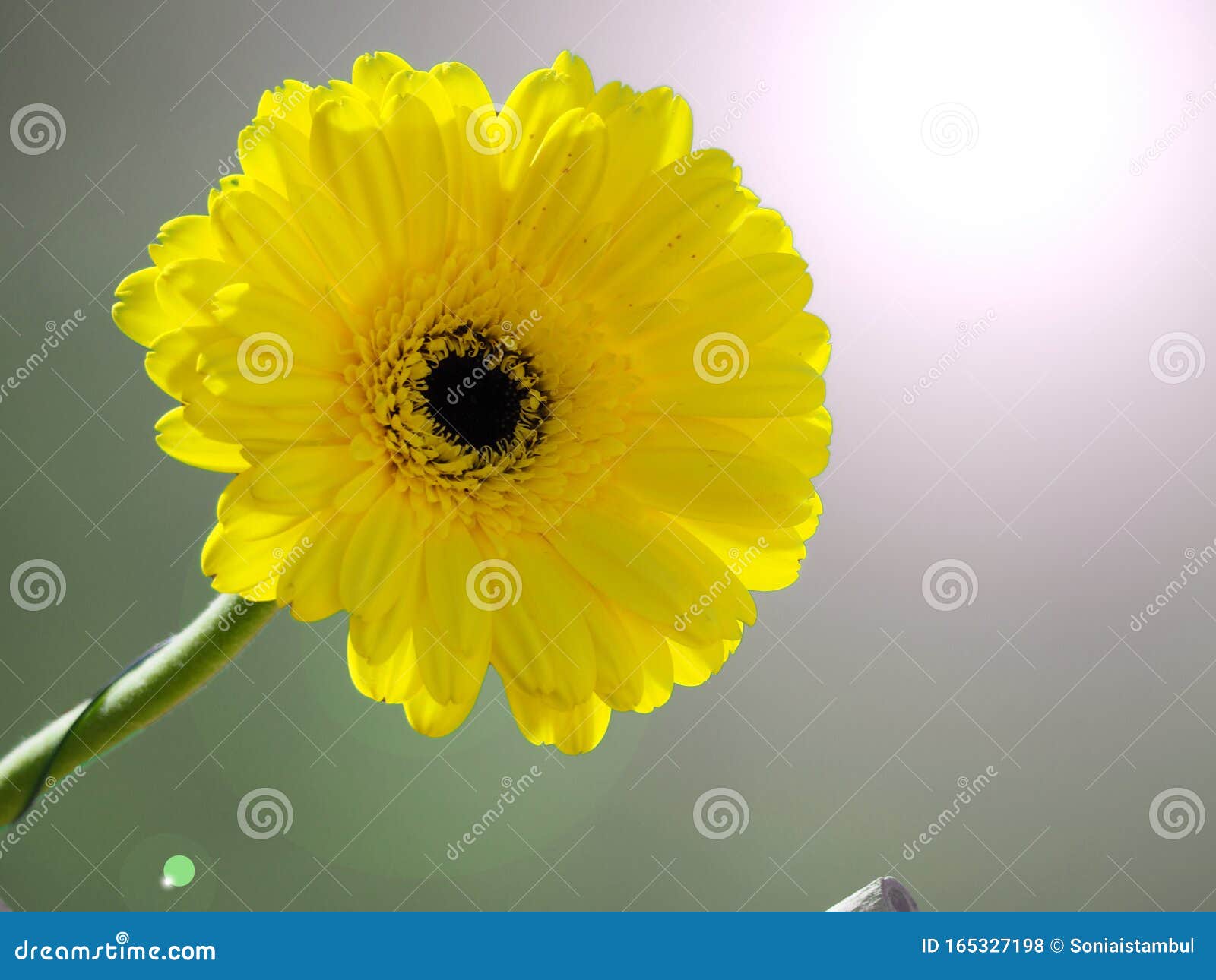 Yellow gerber daisy stock photo. Image of macro, background - 165327198