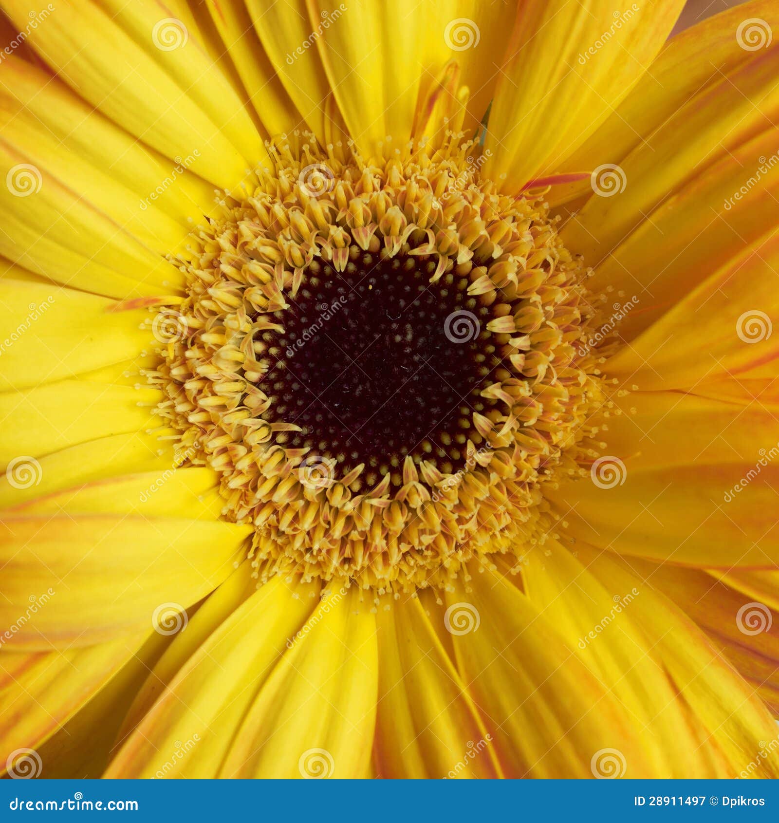 Yellow Gerber Daisy Closeup Stock Image - Image of flower, daisy: 28911497