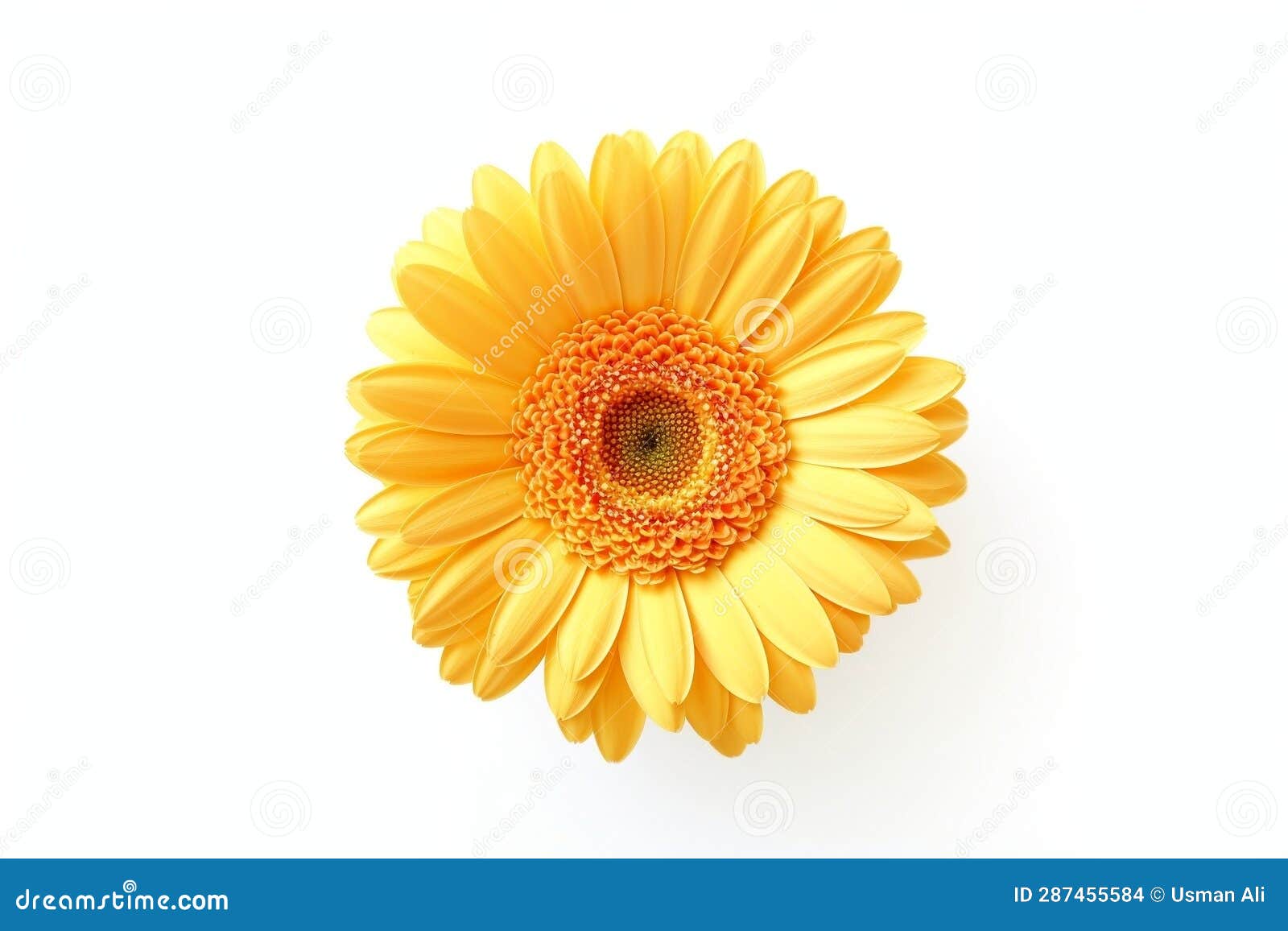 Yellow Gerber Daisy on White Background. AI Stock Illustration ...