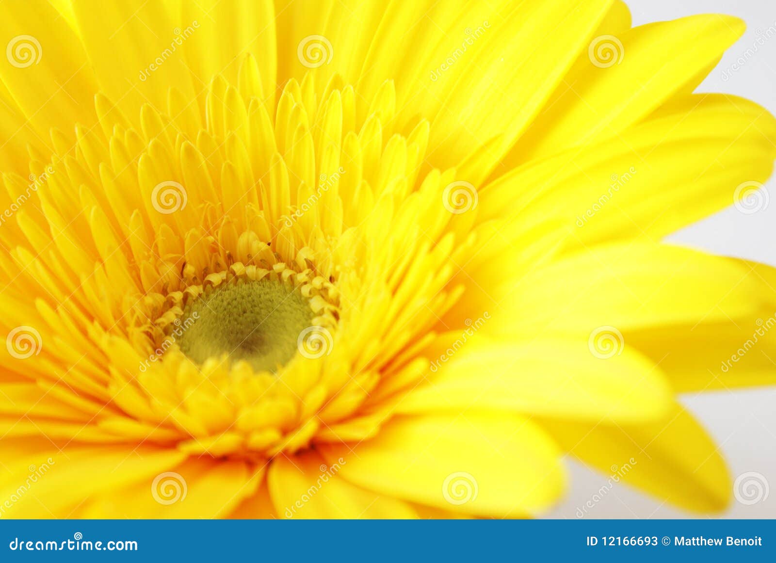Yellow Gerber Flower stock image. Image of isolated, blooms - 12166693