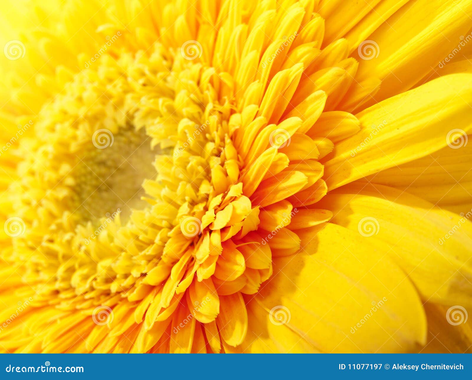 Yellow gerbera stock image. Image of fragility, closeup - 11077197