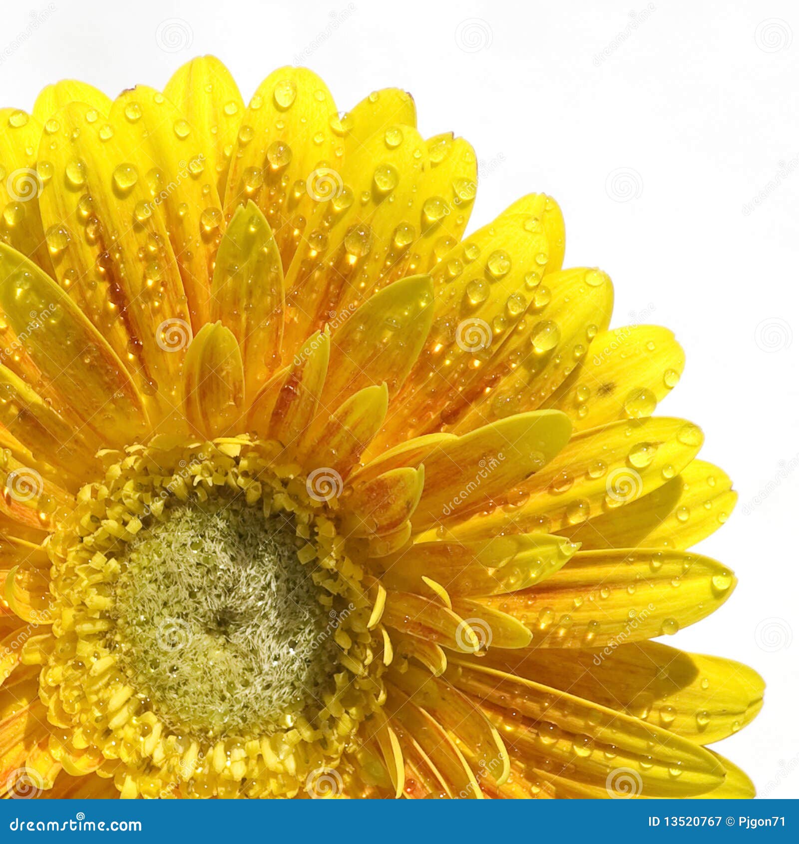 Yellow Gerbera stock image. Image of blossom, macro, spring - 13520767